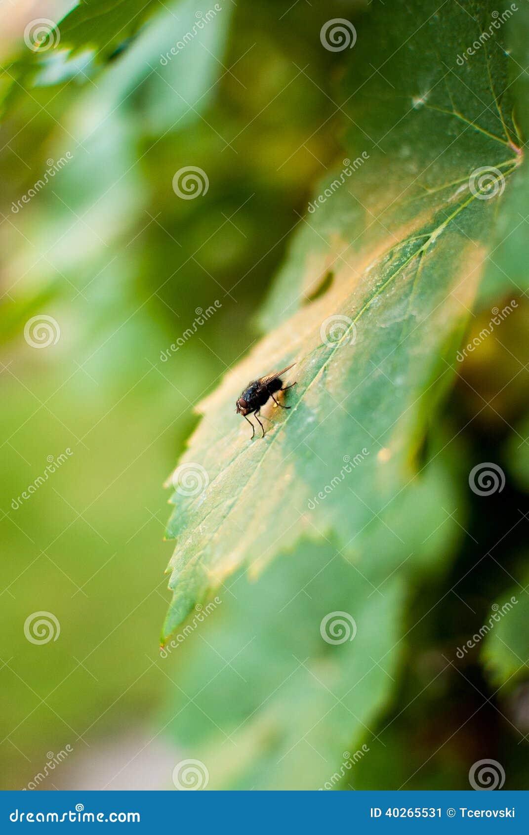 Mouche D'insecte Sur Une Feuille De Raisin Image stock - Image du ...