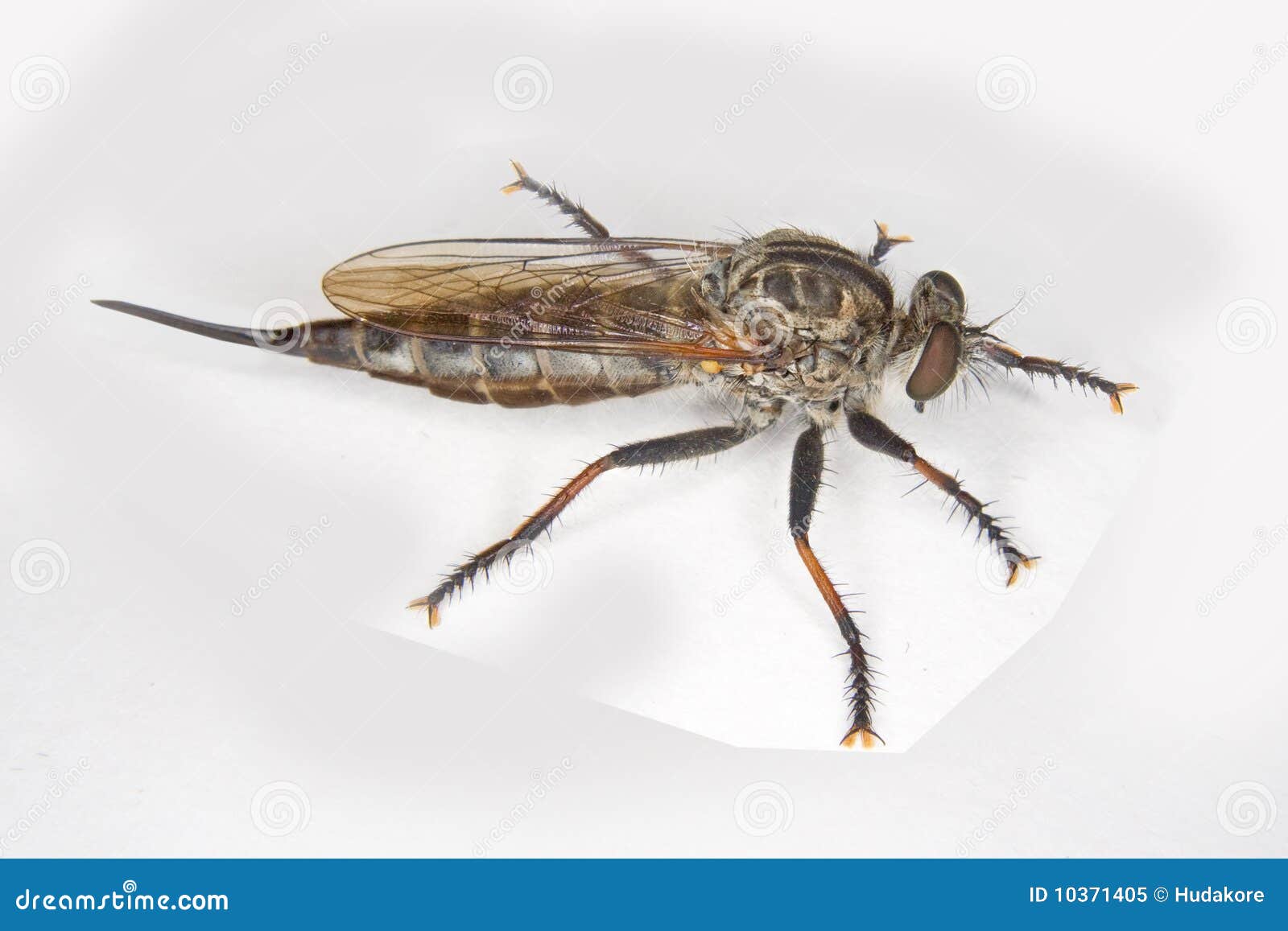 Mouche de voleur image stock. Image du parasite, effrayant - 10371405