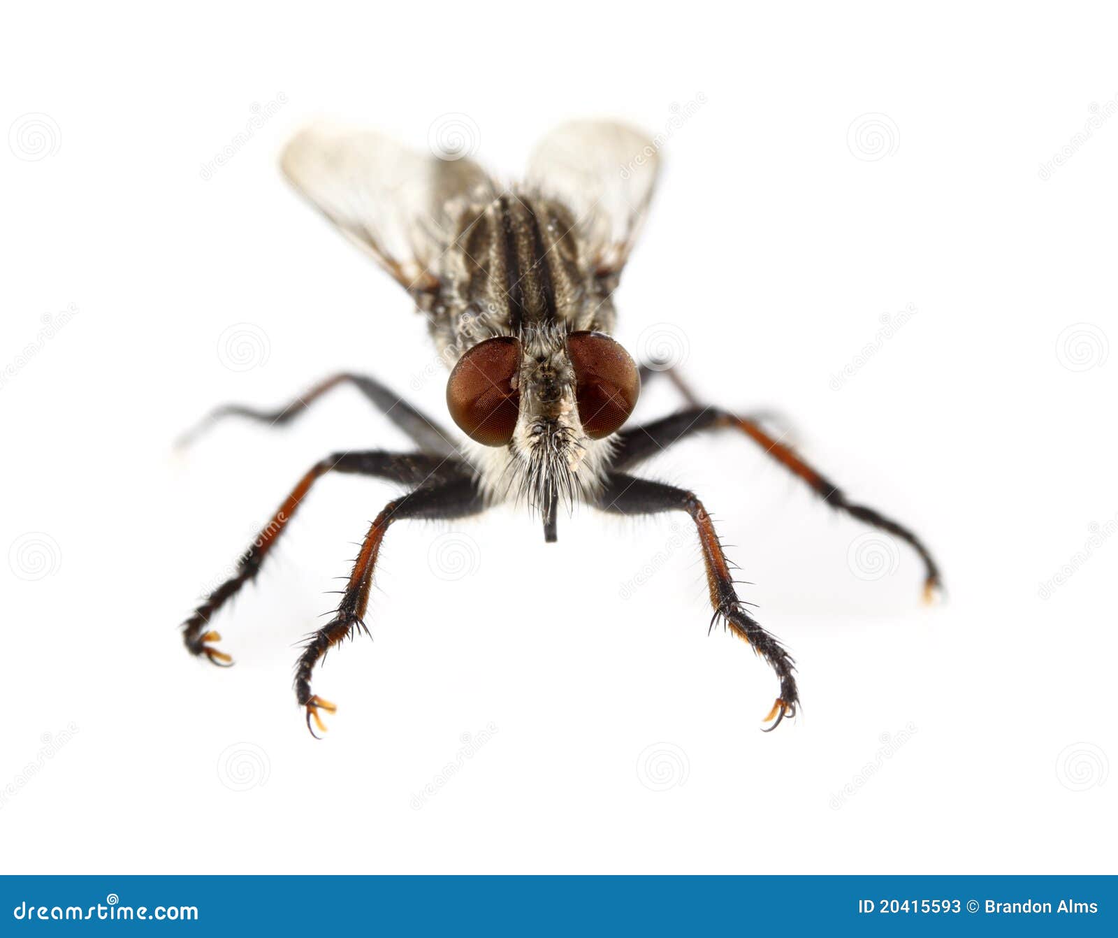 Mouche de voleur image stock. Image du sommaire, composé - 20415593