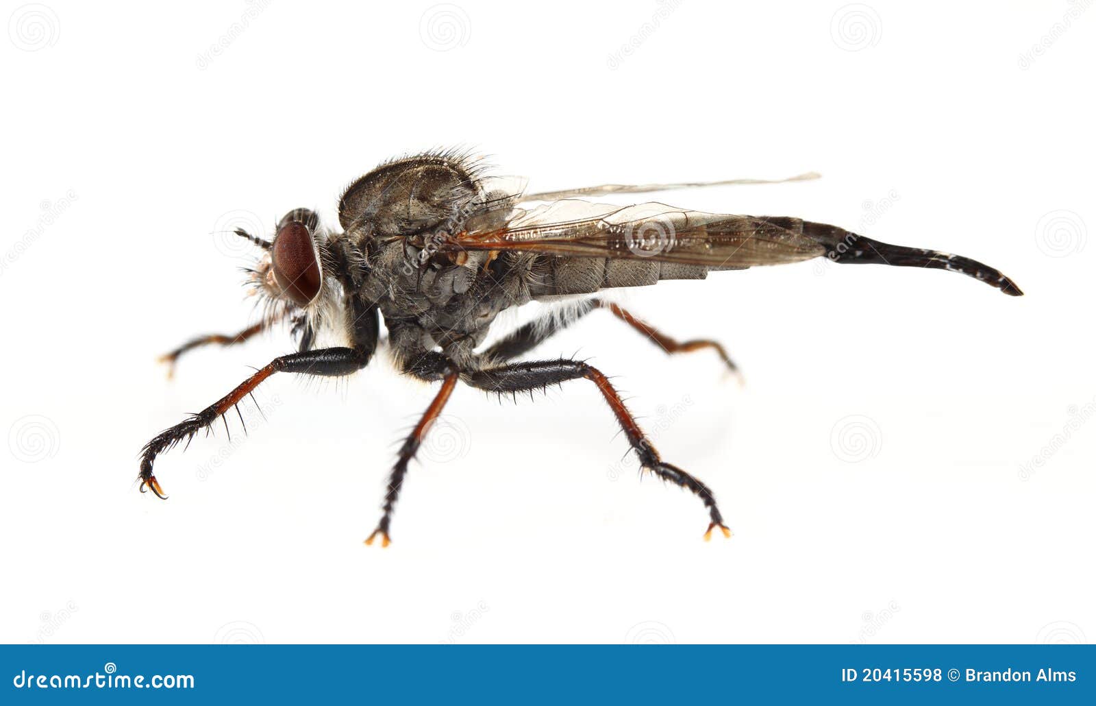 Mouche de voleur photo stock. Image du housefly, faune - 20415598