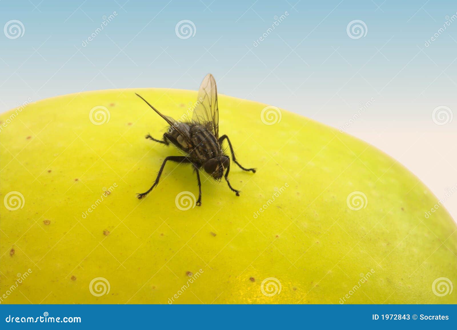 Mouche et fruit image stock. Image du faune, mangez, fruits - 1972843