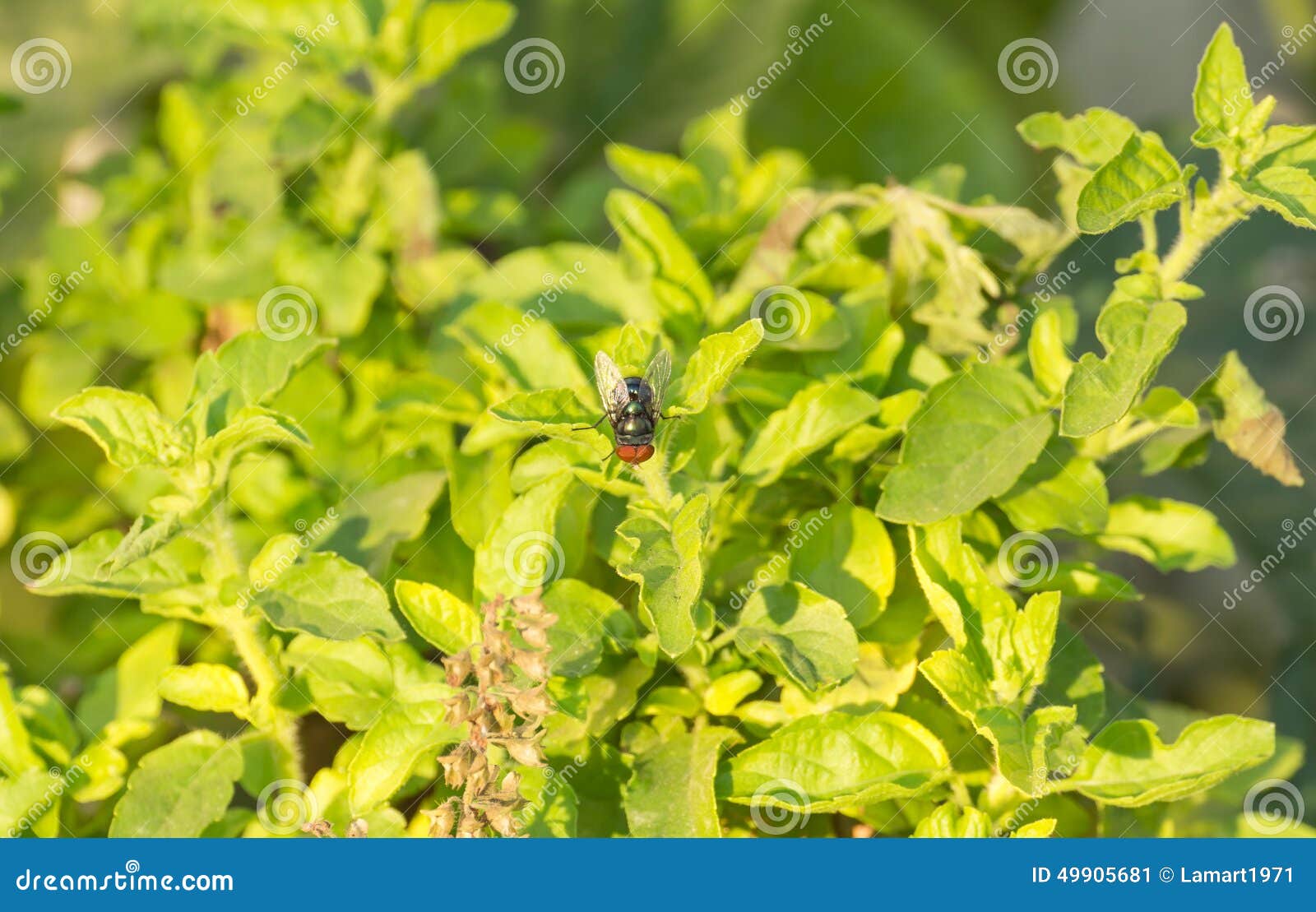 Mouche Sur L'arbre De Basilic Doux Image stock - Image du arbre, fermer ...