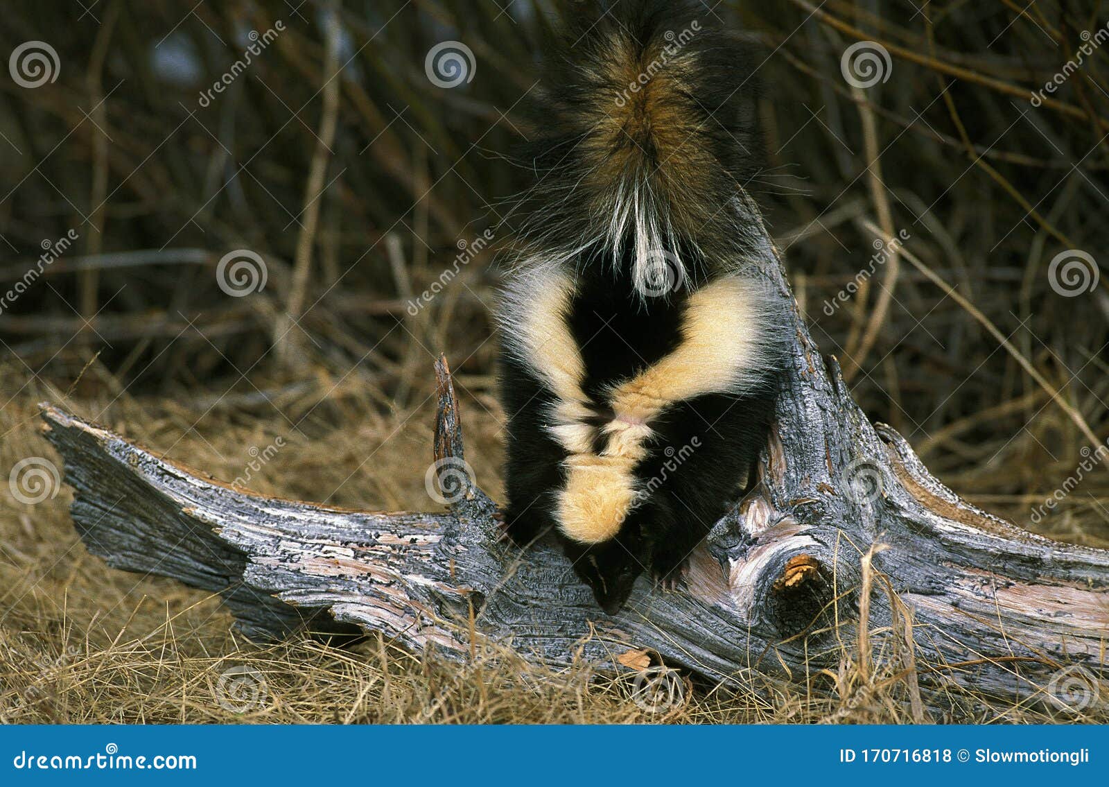 MOUFETTE RAYEE Mephitis Mephitis Stock Photo - Image of standing, wild ...