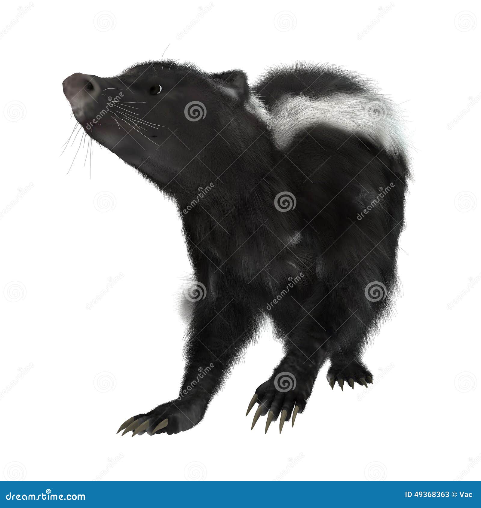 Mouffette illustration stock. Illustration du blanc, alerte - 49368363