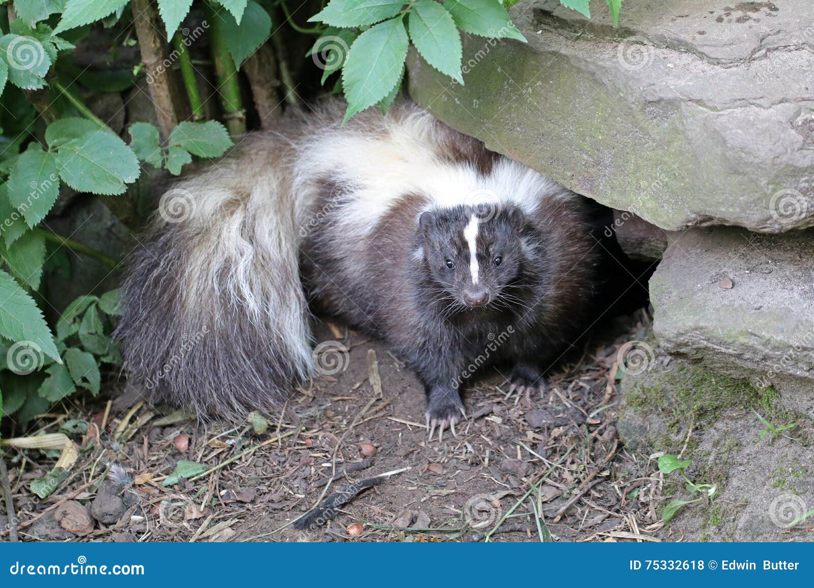 Mouffette photo stock. Image du rayé, jeune, mouffette - 75332618