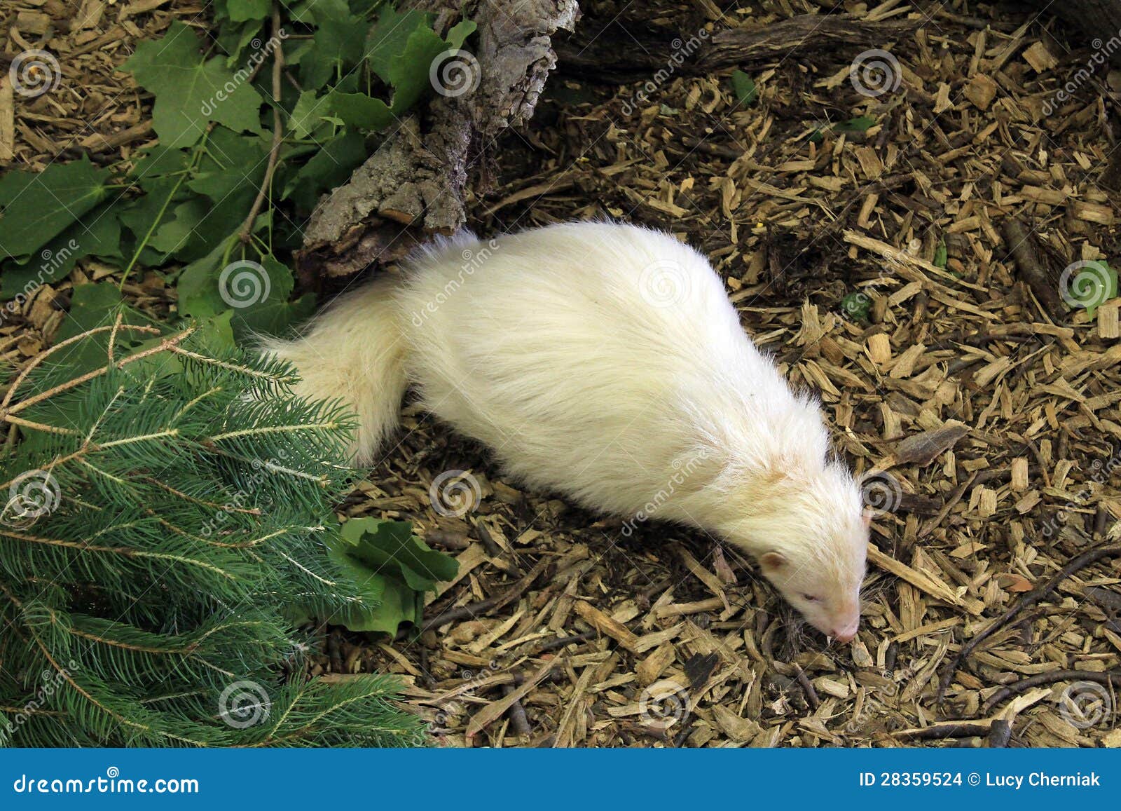 Mouffette blanche photo stock. Image du herbe, flore - 28359524