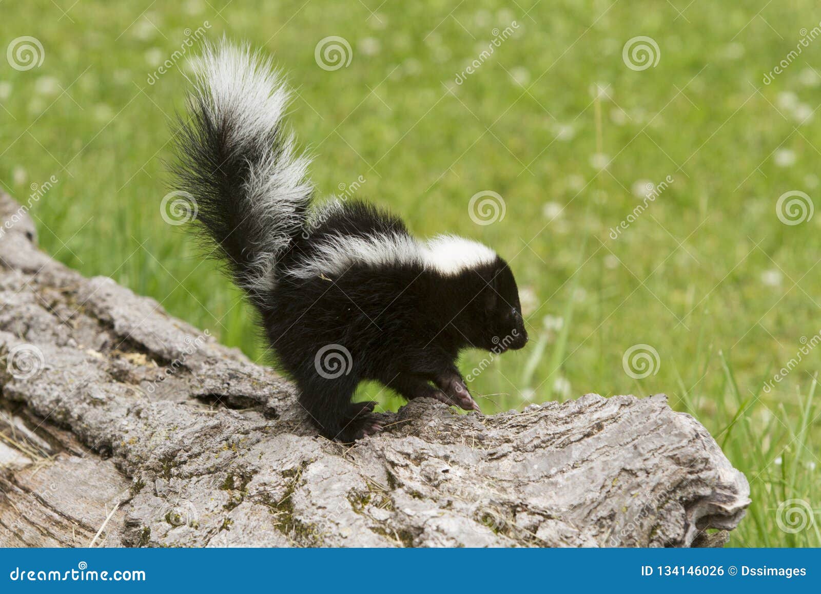 Mouffette De Bébé Avec La Queue Photo stock - Image du odeur, puants ...