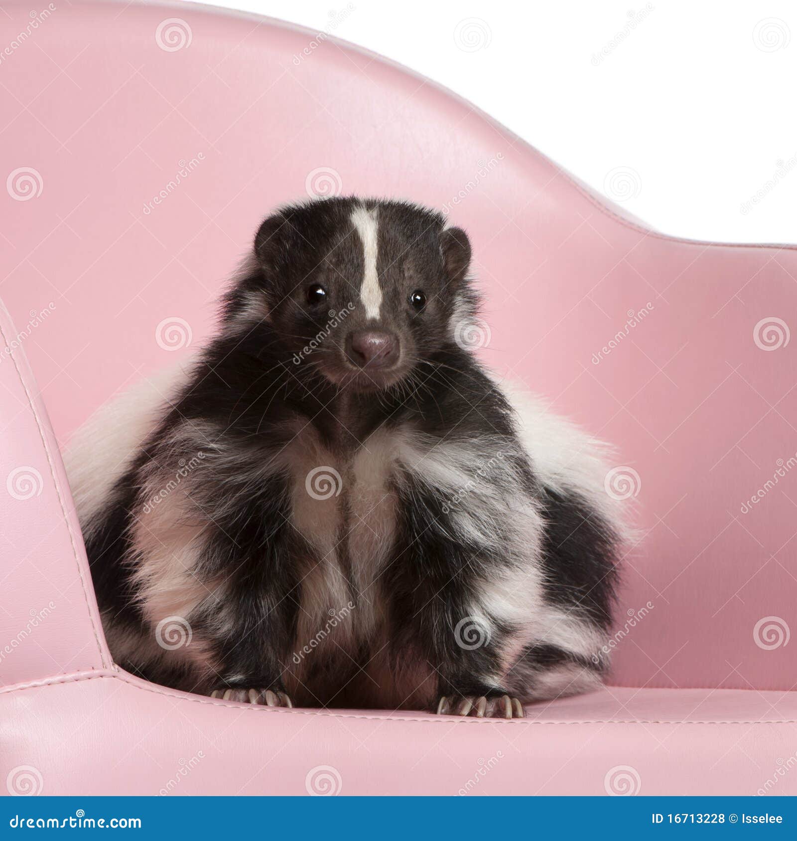 Mouffette Rayée, Mephitis De Mephitis, 5 Années Photo stock - Image du ...