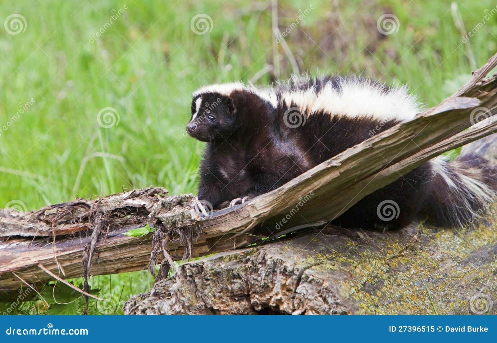 Mouffette Se Cachant Sur Le Logarithme Naturel Image stock - Image du ...