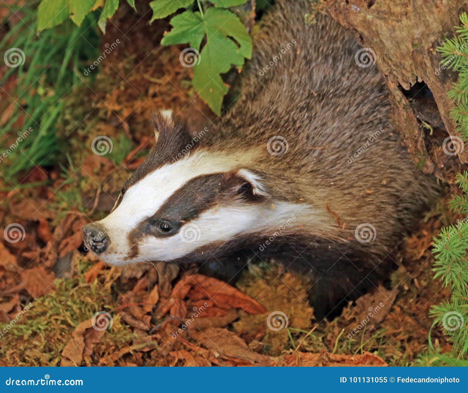 Mouffette Sortant De Sa Dissimulation Image stock - Image du bois ...