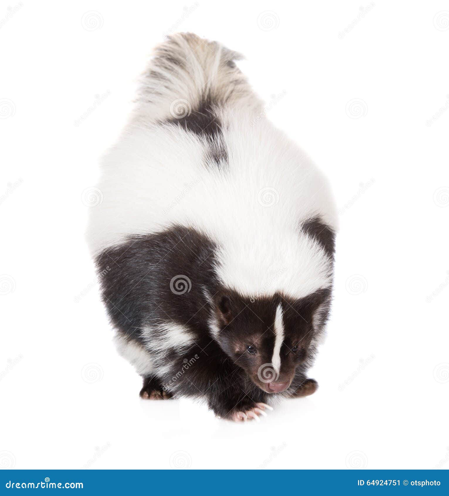 Mouffette sur le blanc image stock. Image du photo, animal - 64924751