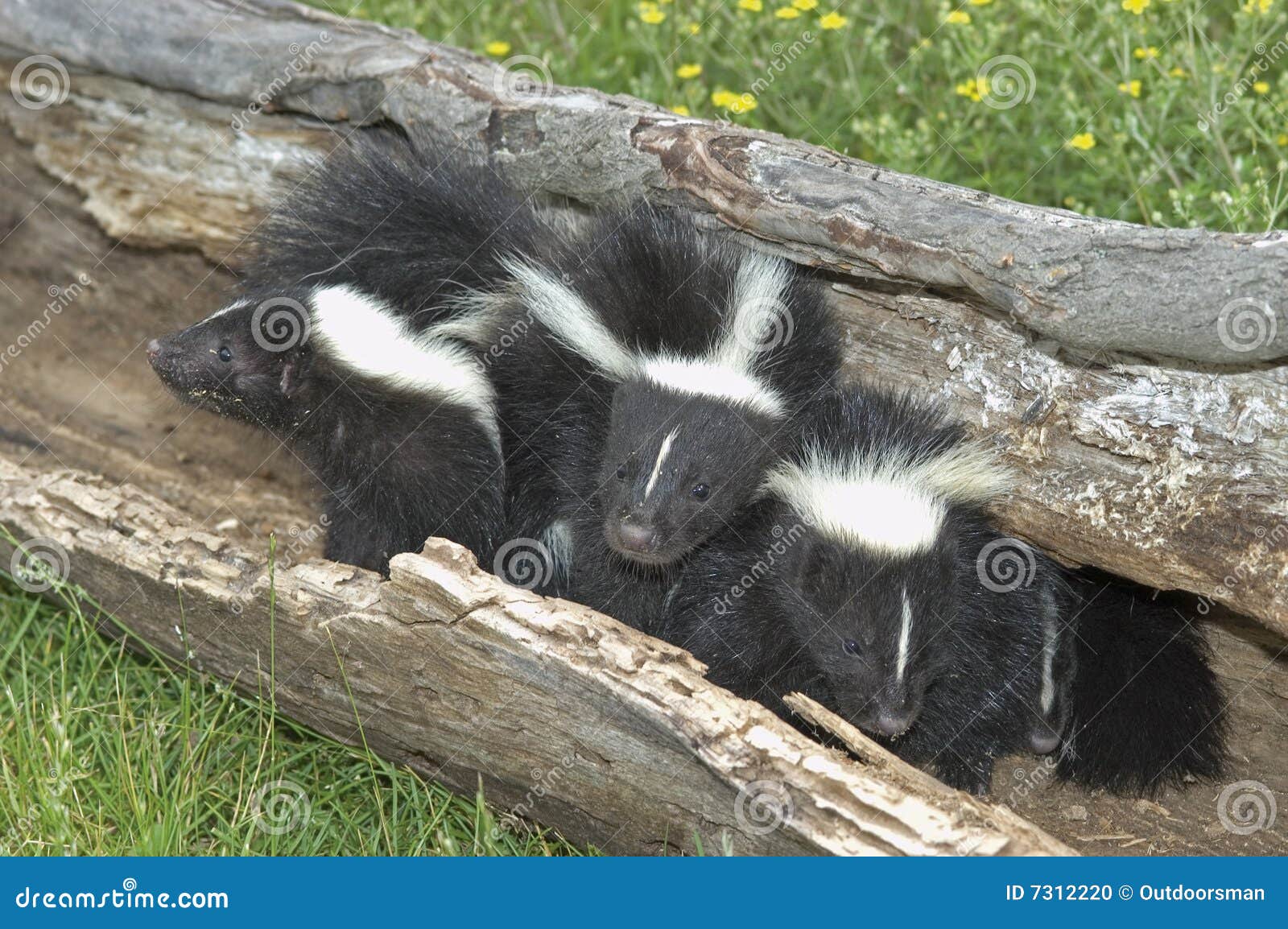 Mouffettes photo stock. Image du trois, mouffette, mouffettes - 7312220