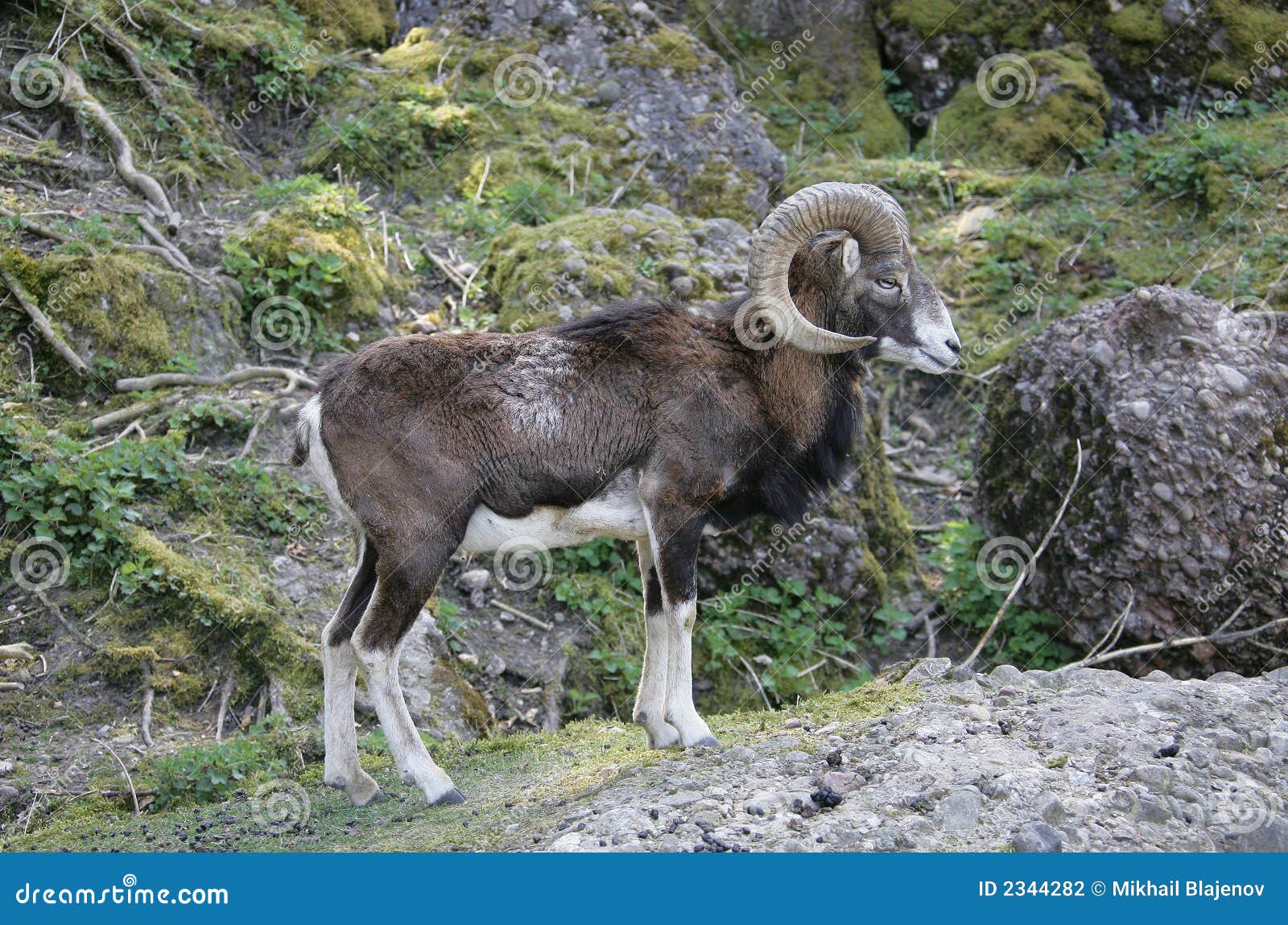 Moufflon 1 stock photo. Image of jump, herbivore, ruminant - 2344282