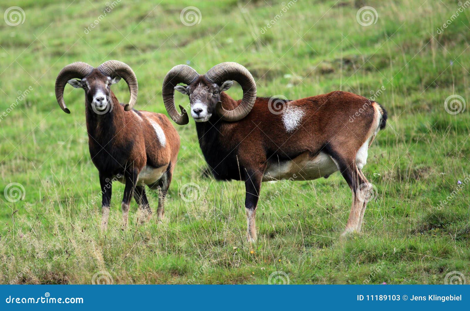 Moufflon immagine stock. Immagine di calma, erba, astrologia - 11189103