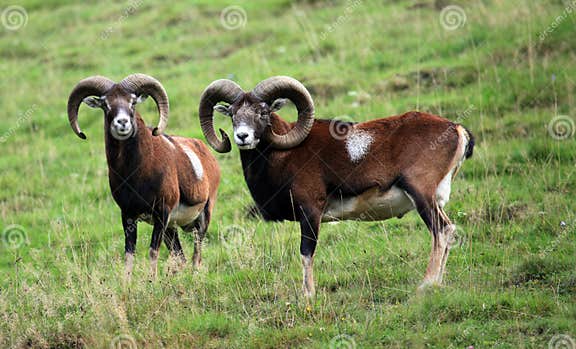 Moufflon stock image. Image of canada, herbivorous, astrology - 11189103