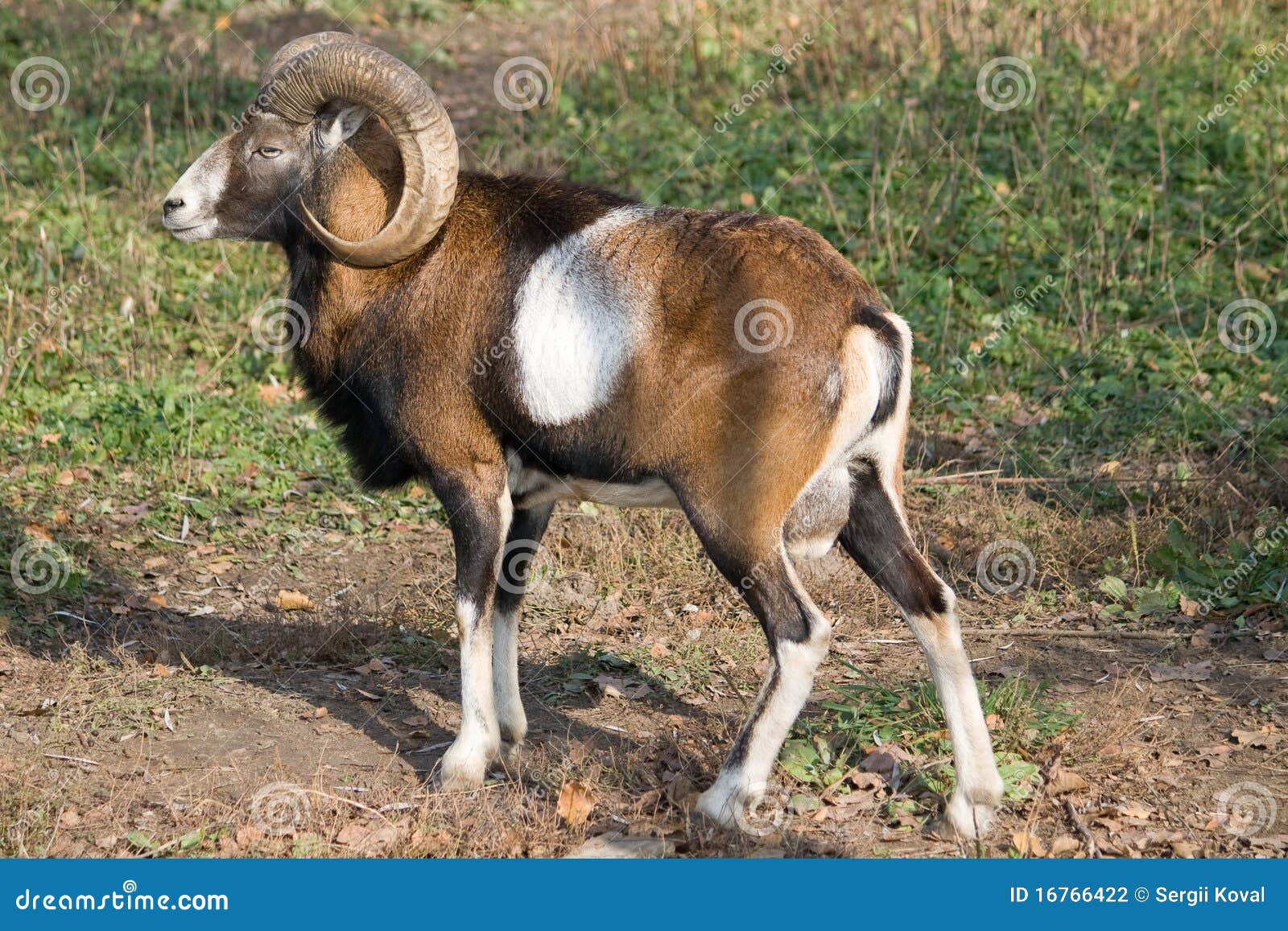 Moufflon stock photo. Image of portrait, rock, mouflon - 16766422