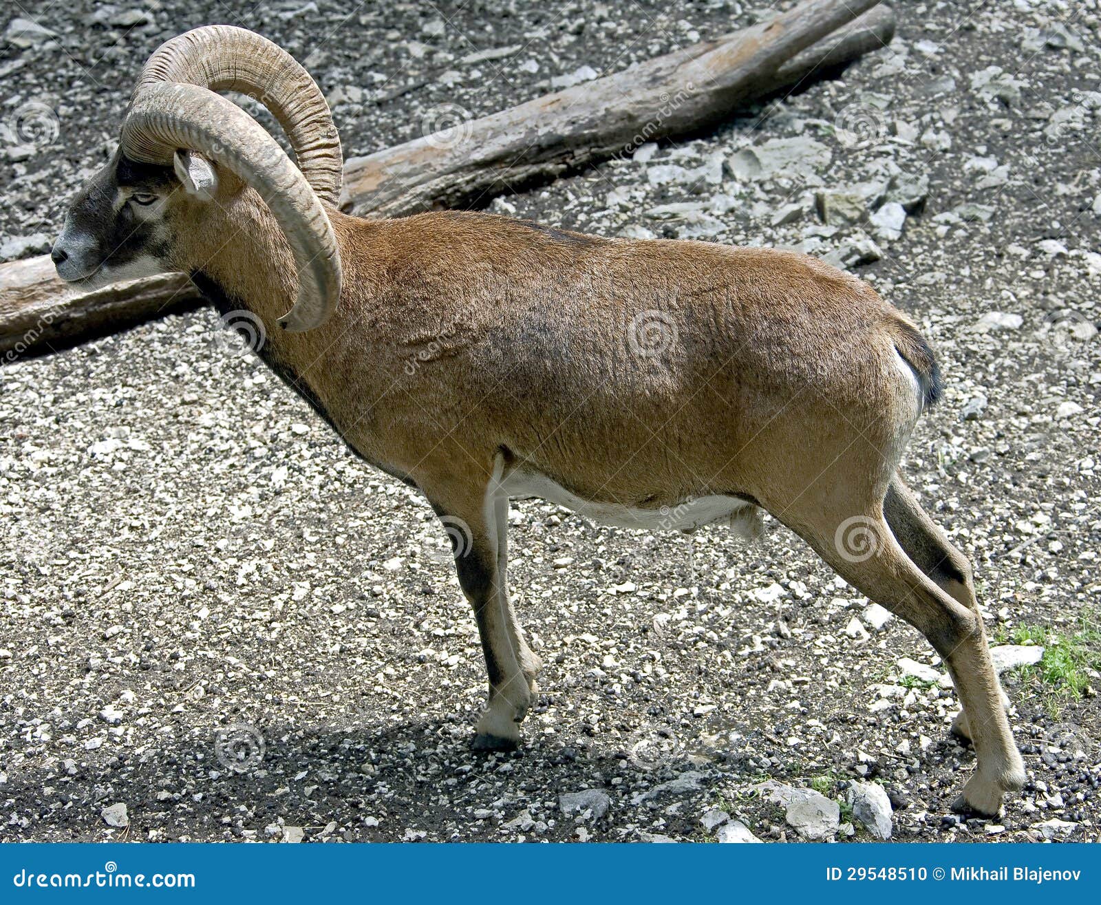 Moufflon 8 stock photo. Image of mountain, creature, zoology - 29548510