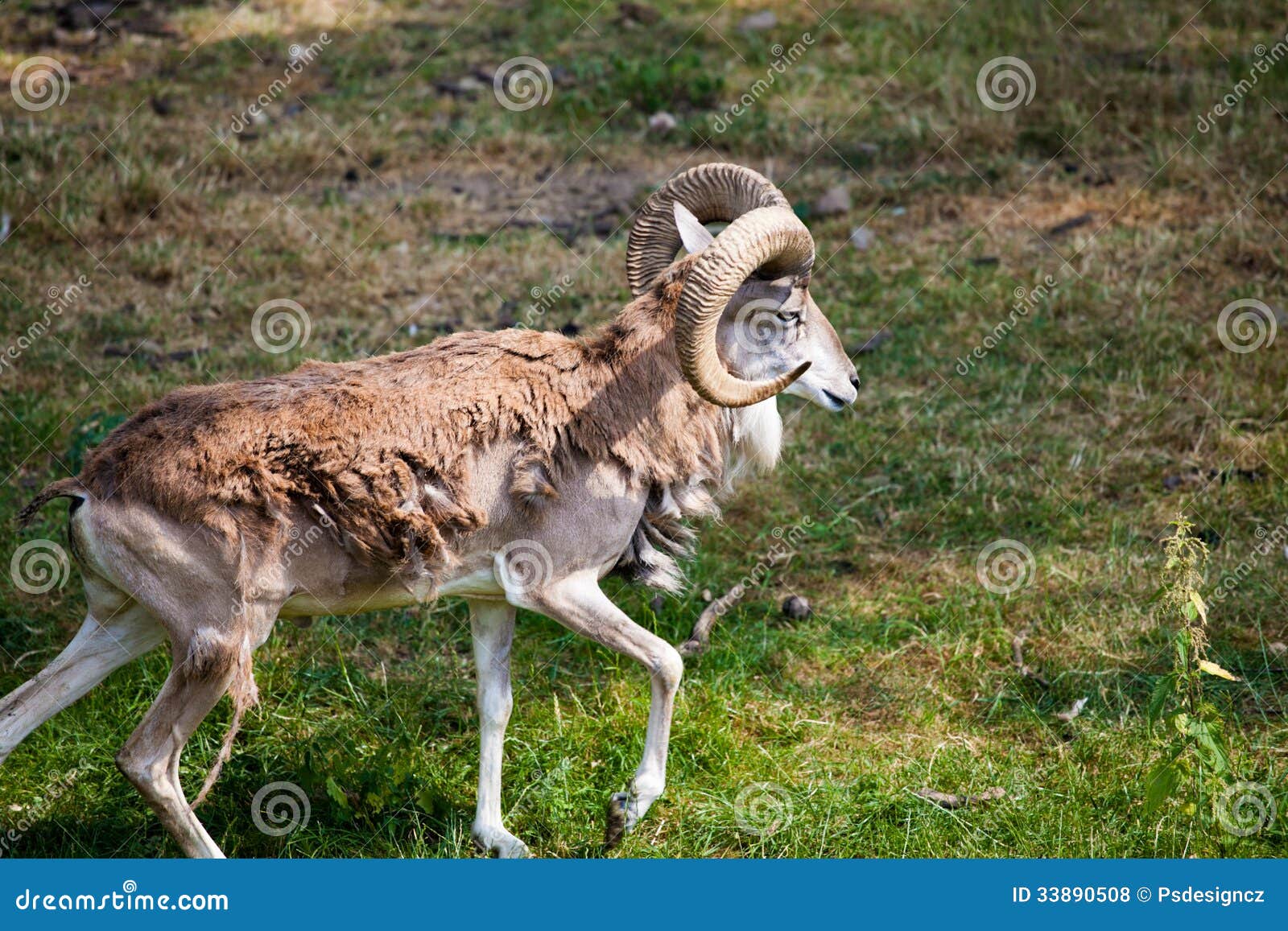 Moufflon stock foto. Image of herbivoren, gebogen, bruin - 33890508