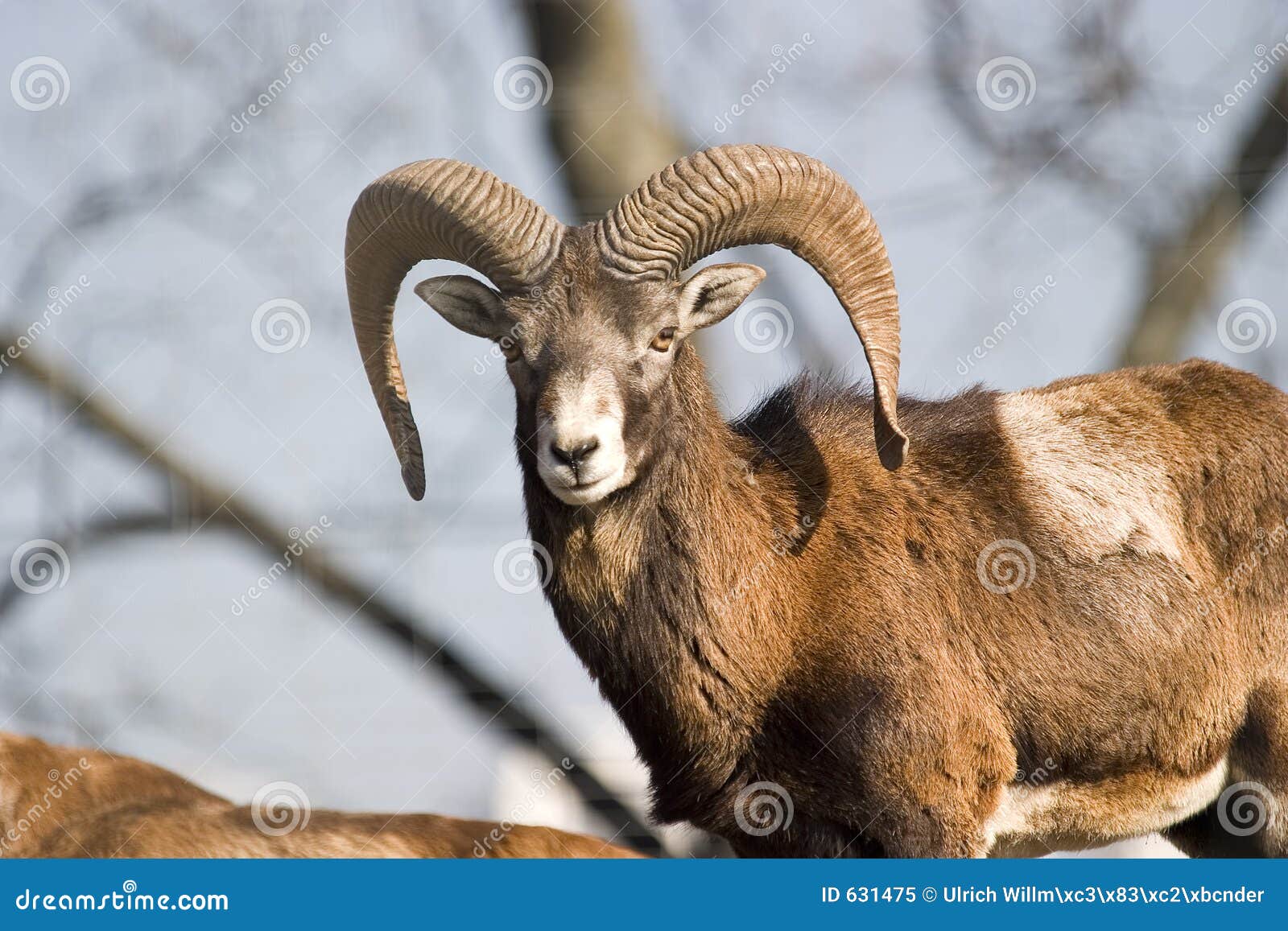 Moufflon stock image. Image of proud, animal, moufflon - 631475