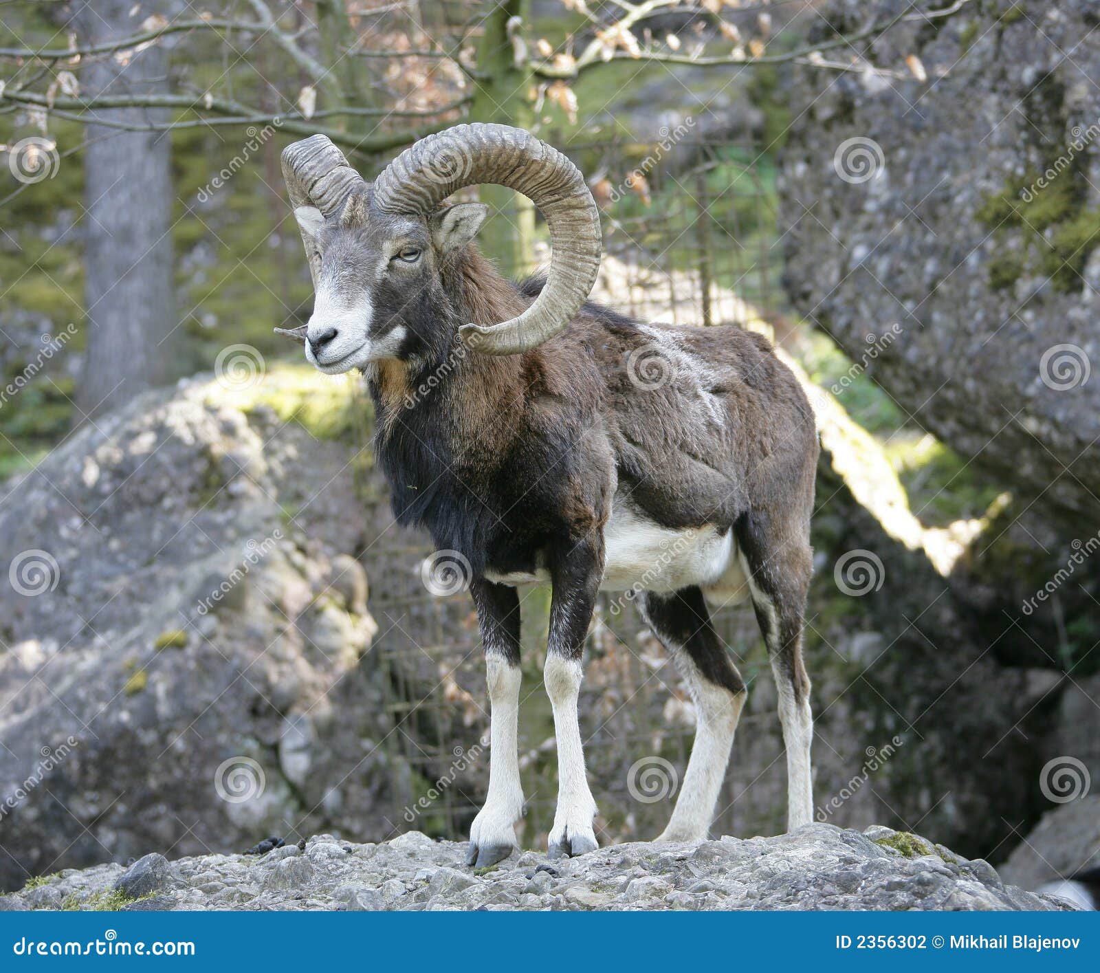 Moufflon 7 stock photo. Image of view, alpine, species - 2356302