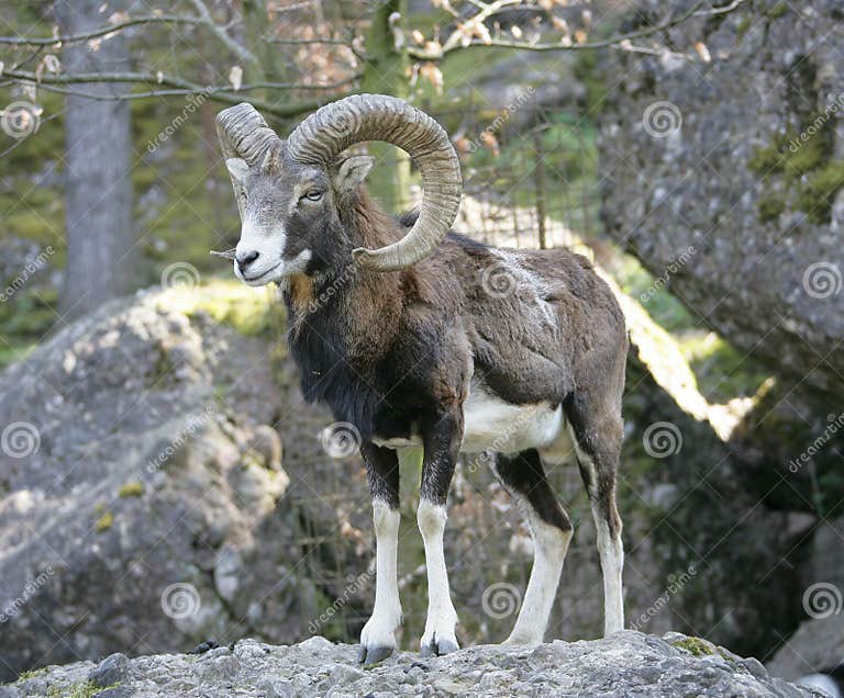 Moufflon 7 stock photo. Image of view, alpine, species - 2356302