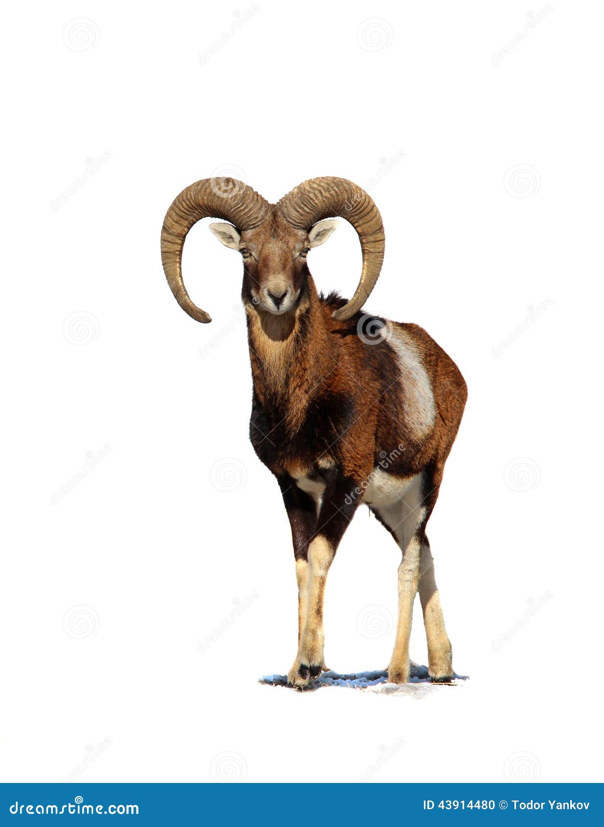 Moufflon stock photo. Image of sheep, kincraig, ovis - 43914480