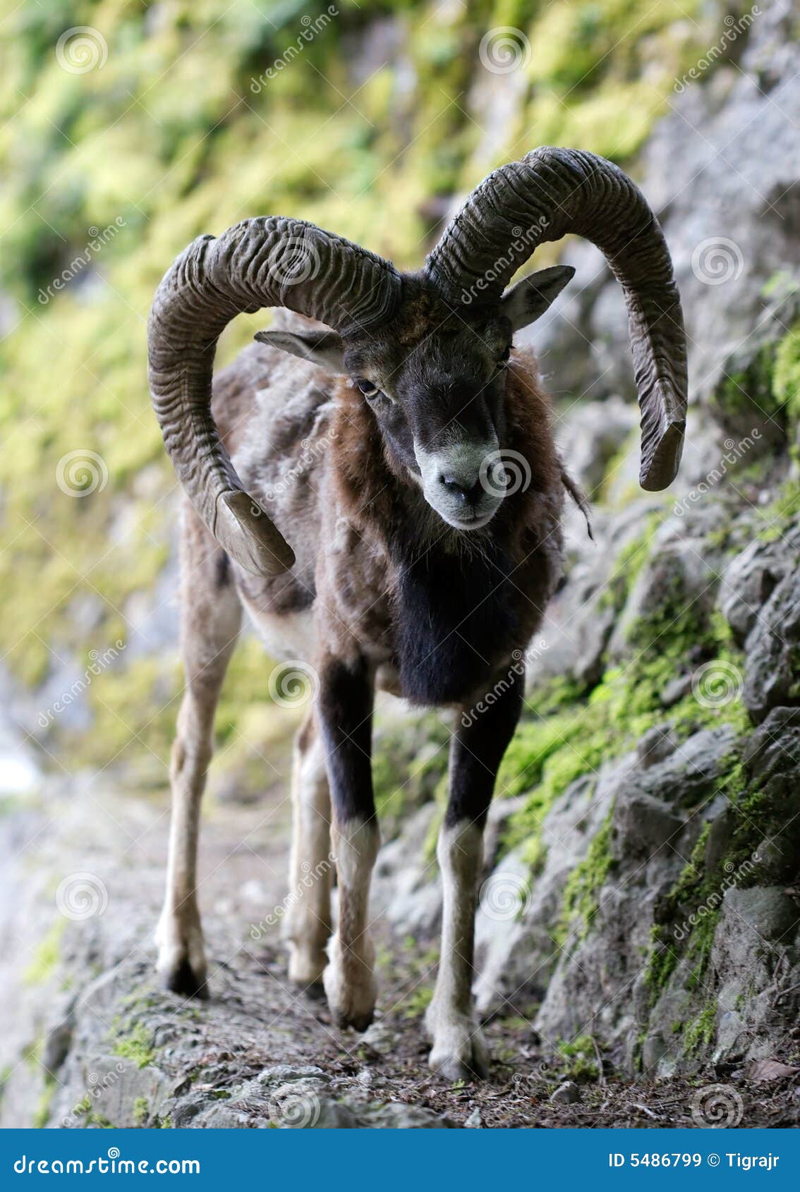 Moufflon on the Narrow Road Stock Image - Image of standing, wild: 5486799