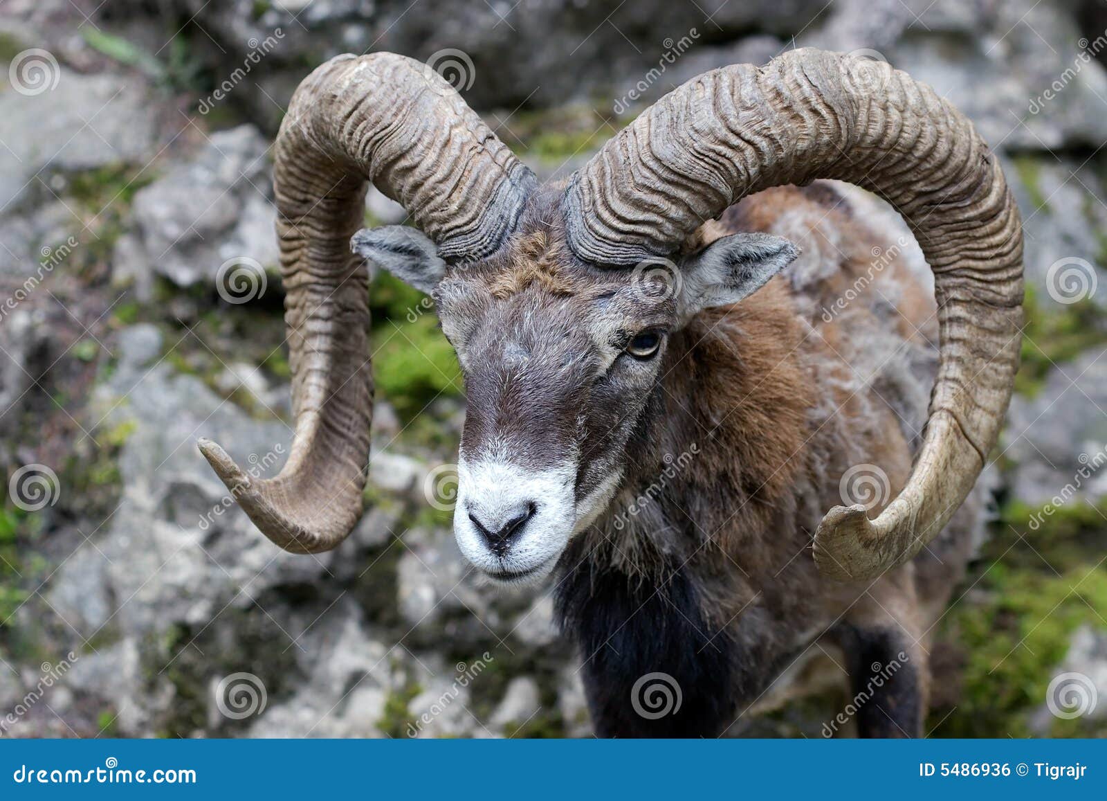 Moufflon portrait stock photo. Image of horn, mouflon - 5486936