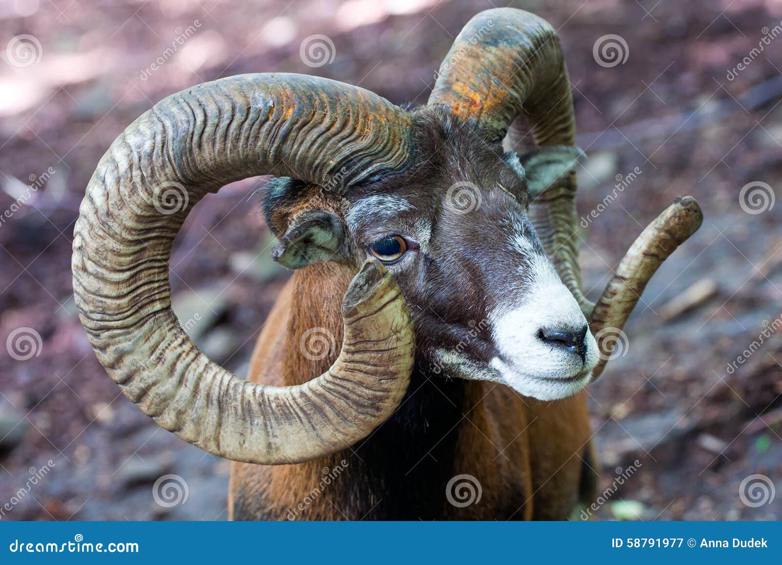 Moufflon portrait stock image. Image of moufflon, animal - 58791977
