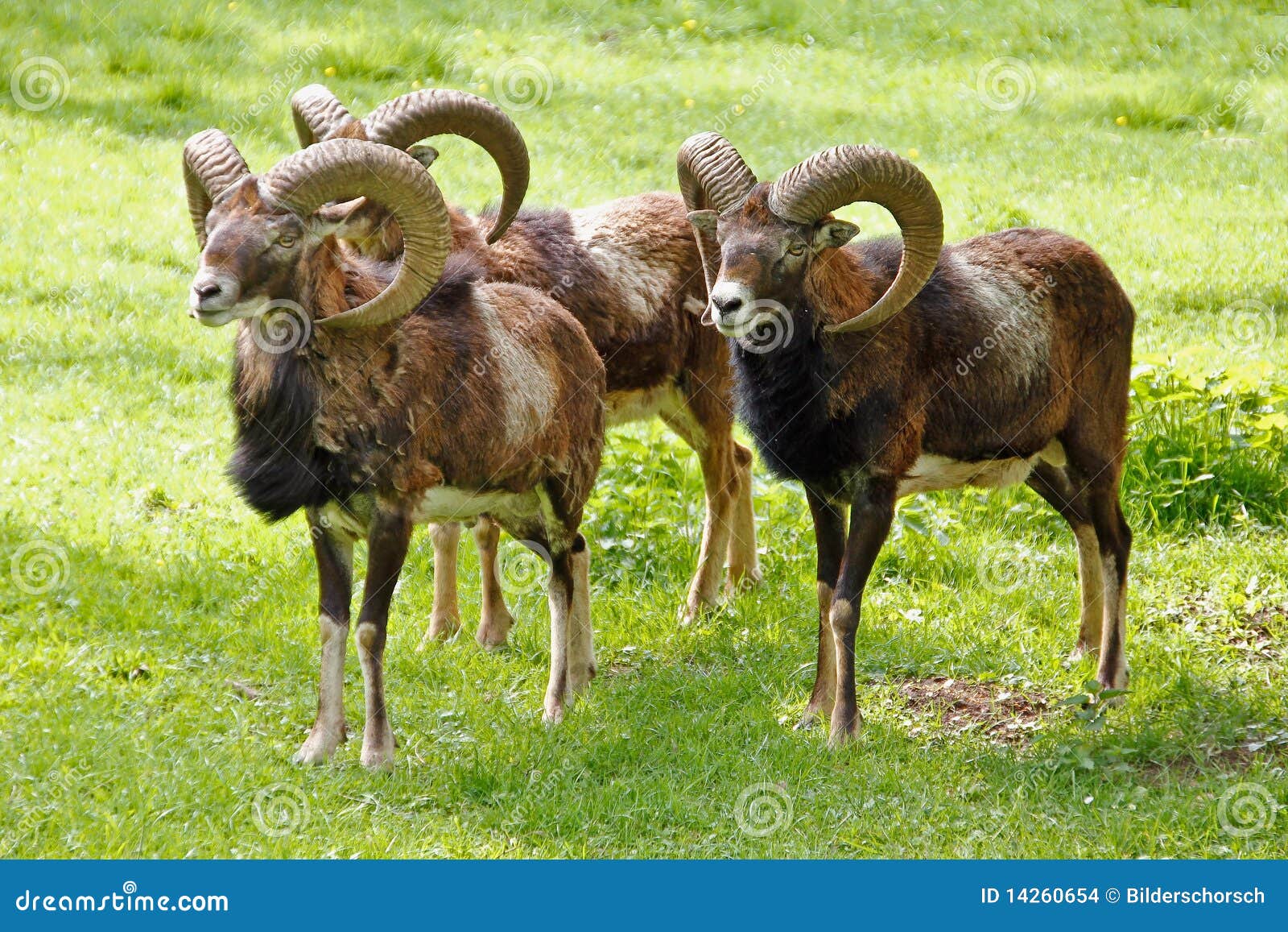 Mouflon stock photo. Image of butting, mouflon, horn - 14260654