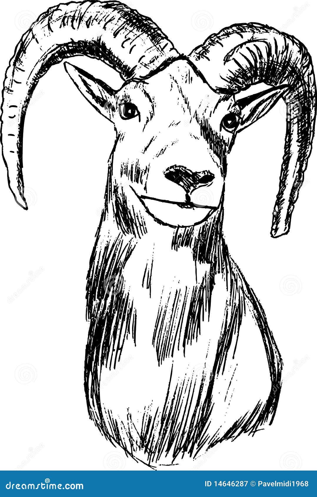 Moufflon Portrait Illustration, Drawing, Engraving, Ink, Line Art ...