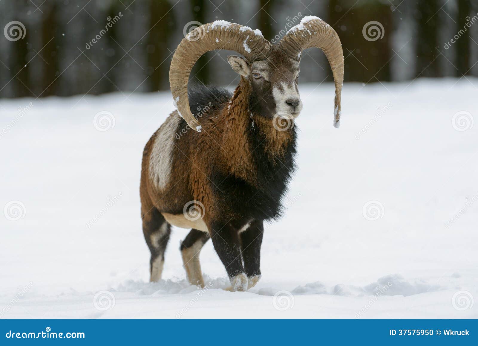 Mouflon stock photo. Image of mammal, sheep, animal, orientalis - 37575950