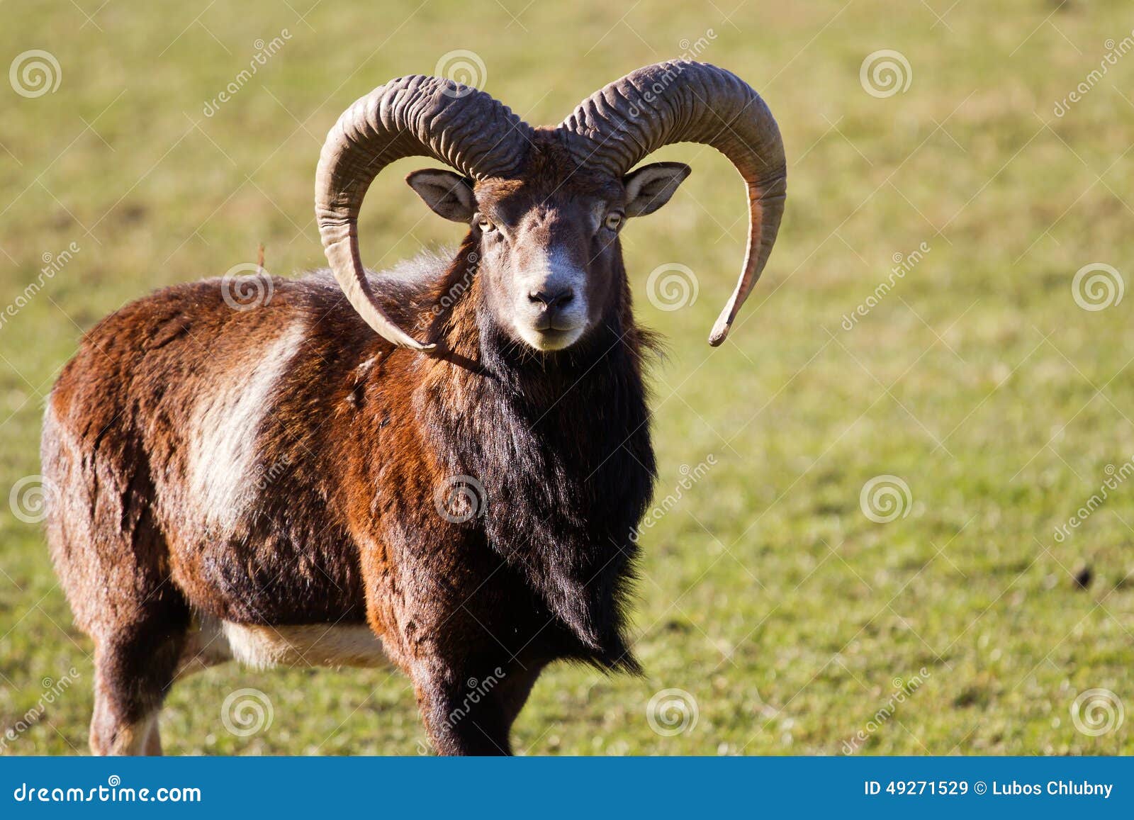 Mouflon stock image. Image of goat, european, domestic - 49271529