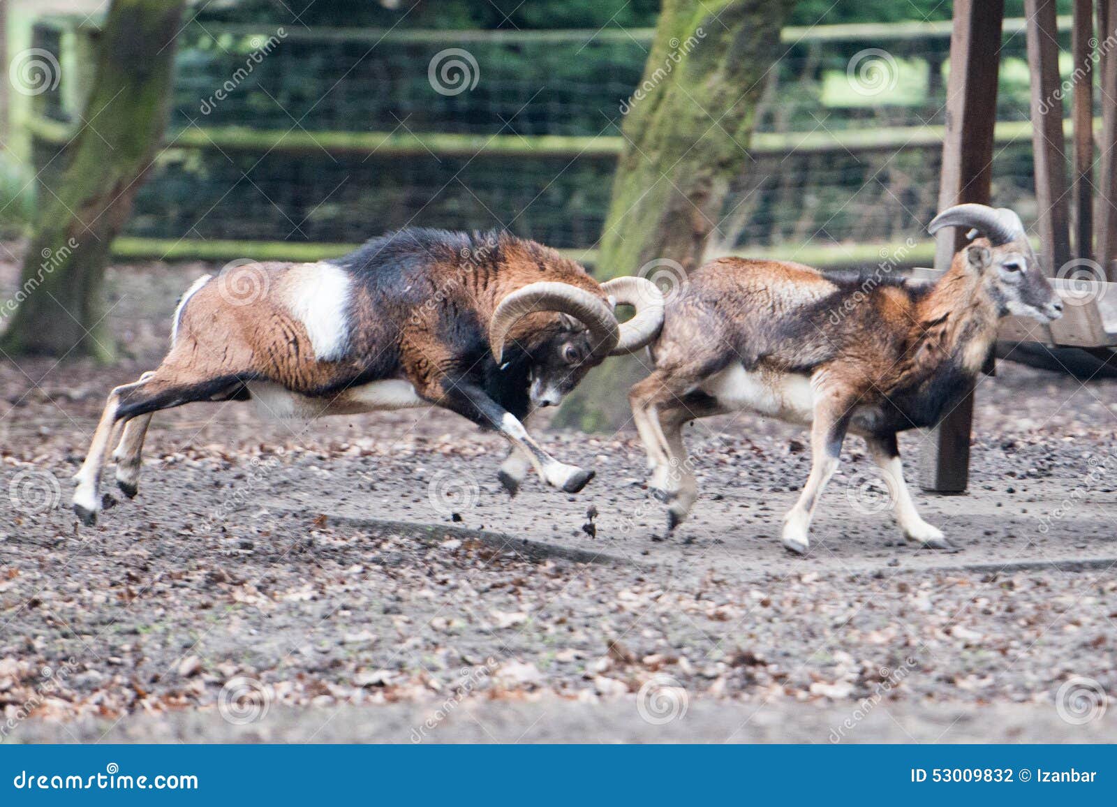 Charging Ram Stock Photos - Free & Royalty-Free Stock Photos from ...