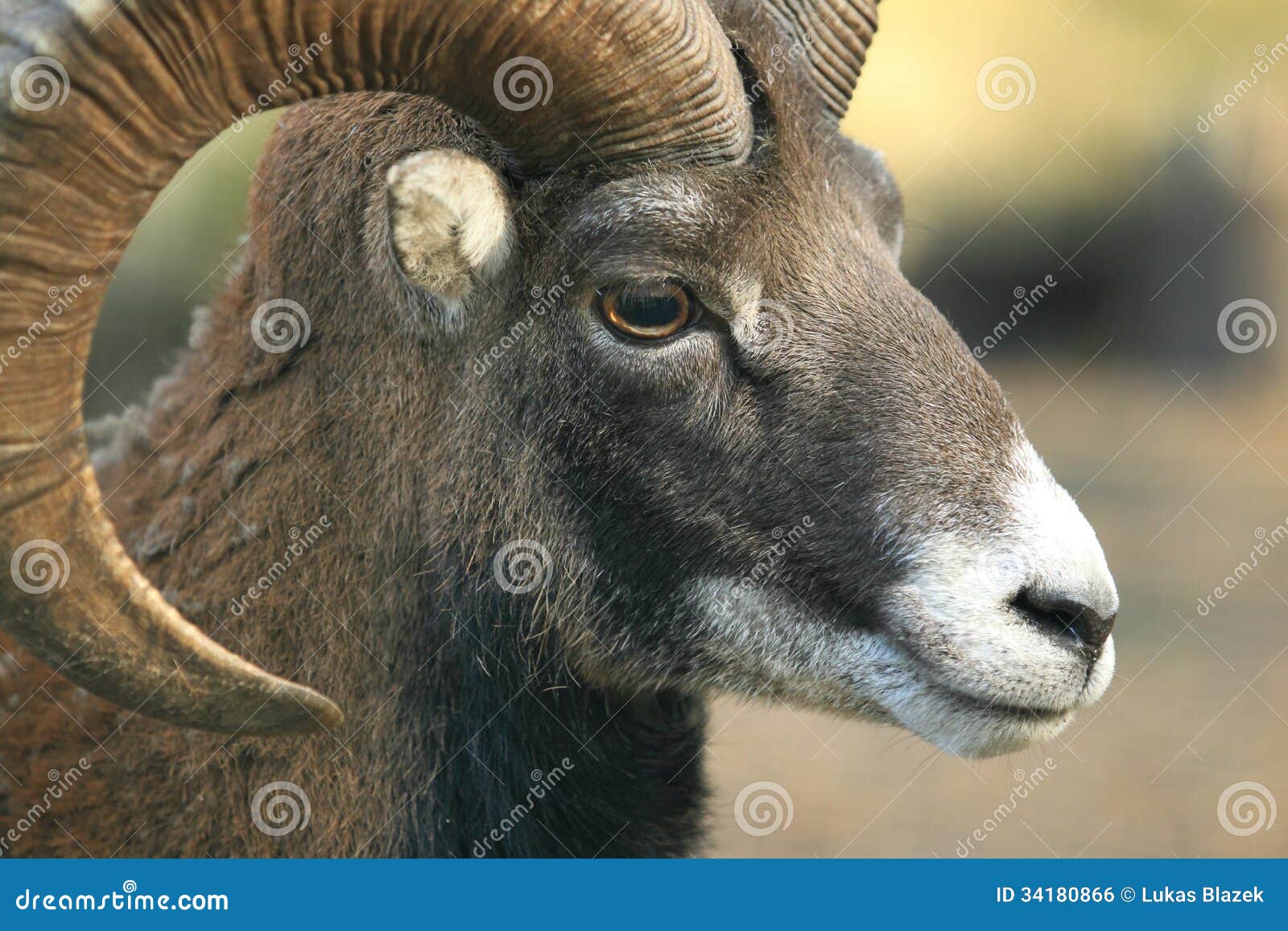 Mouflon stock photo. Image of upper, body, wild, ovis - 34180866