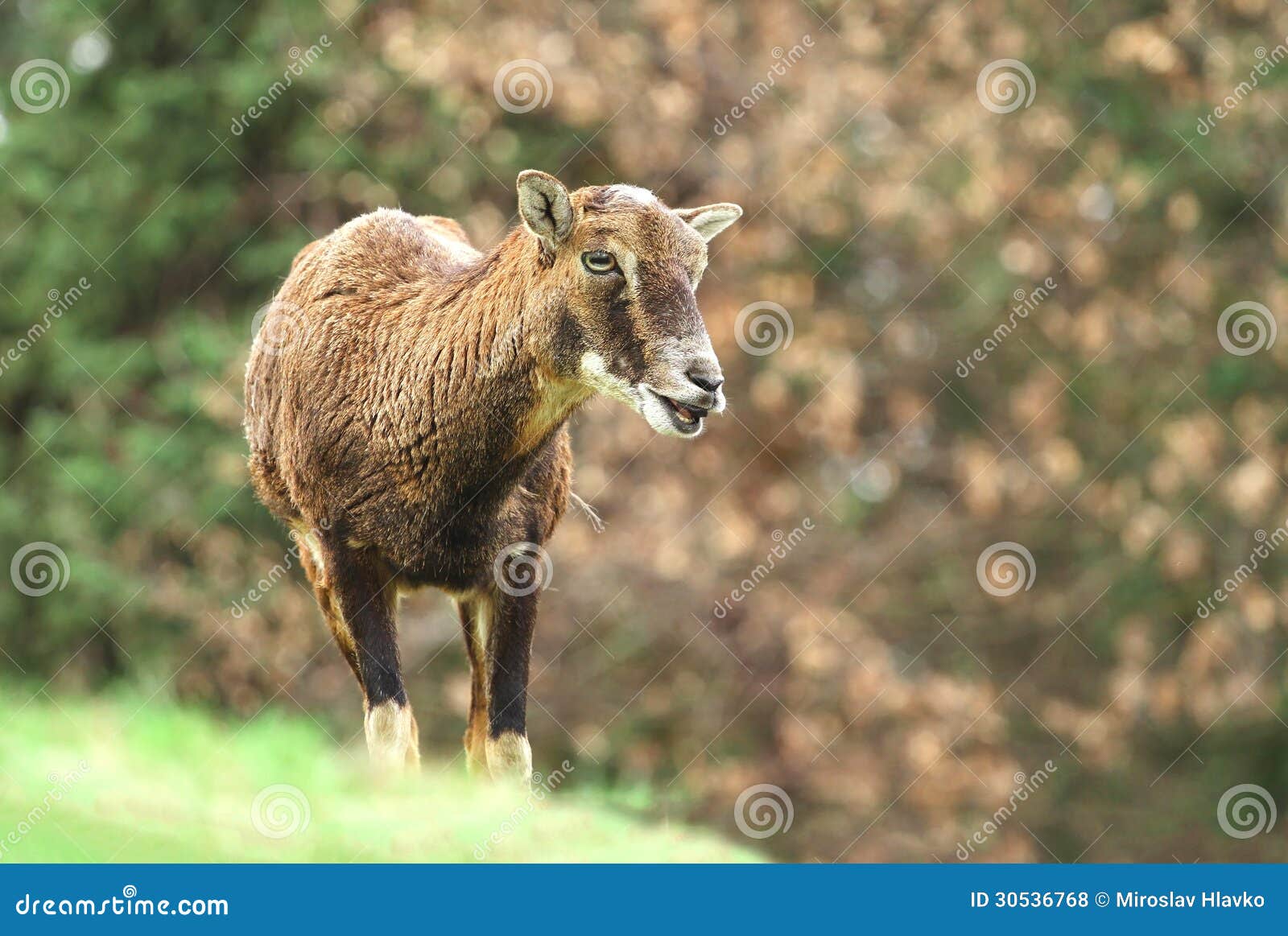 Mouflon female stock photo. Image of mammal, mouflon - 30536768