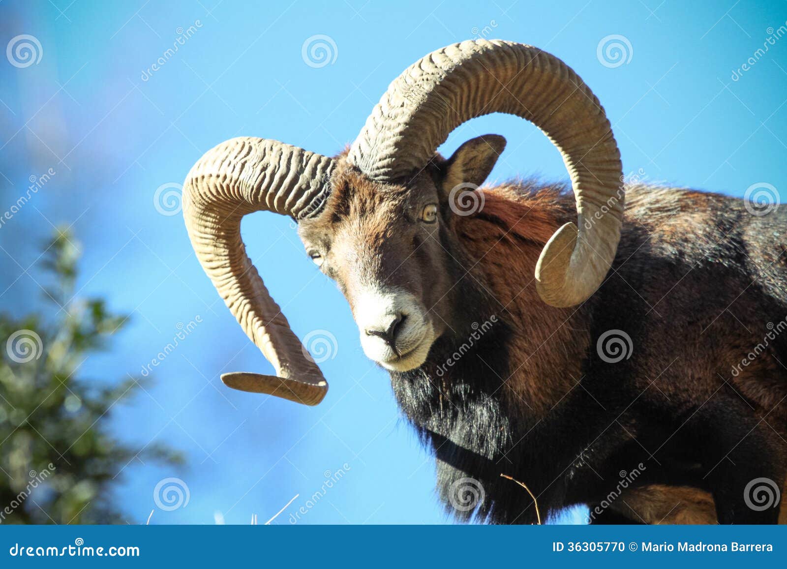Mouflon horns stock photo. Image of sheep, orientalis - 36305770