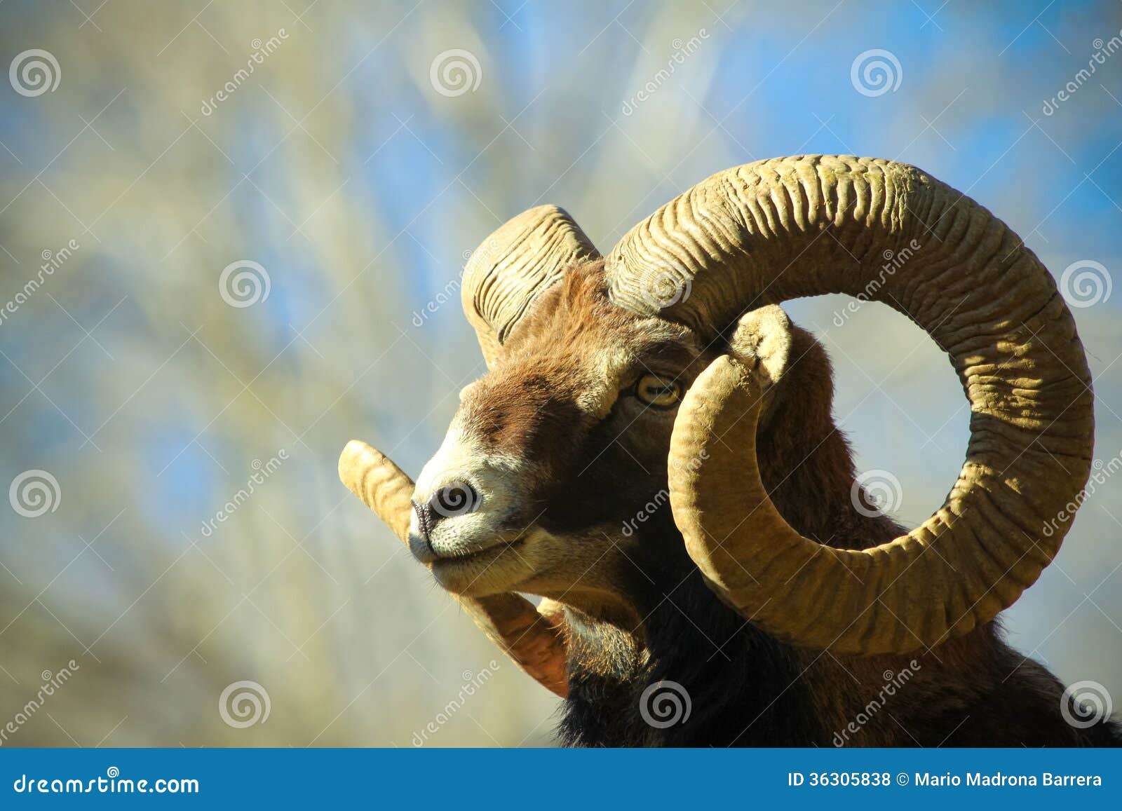 Mouflon horns stock photo. Image of background, mouflon - 36305838