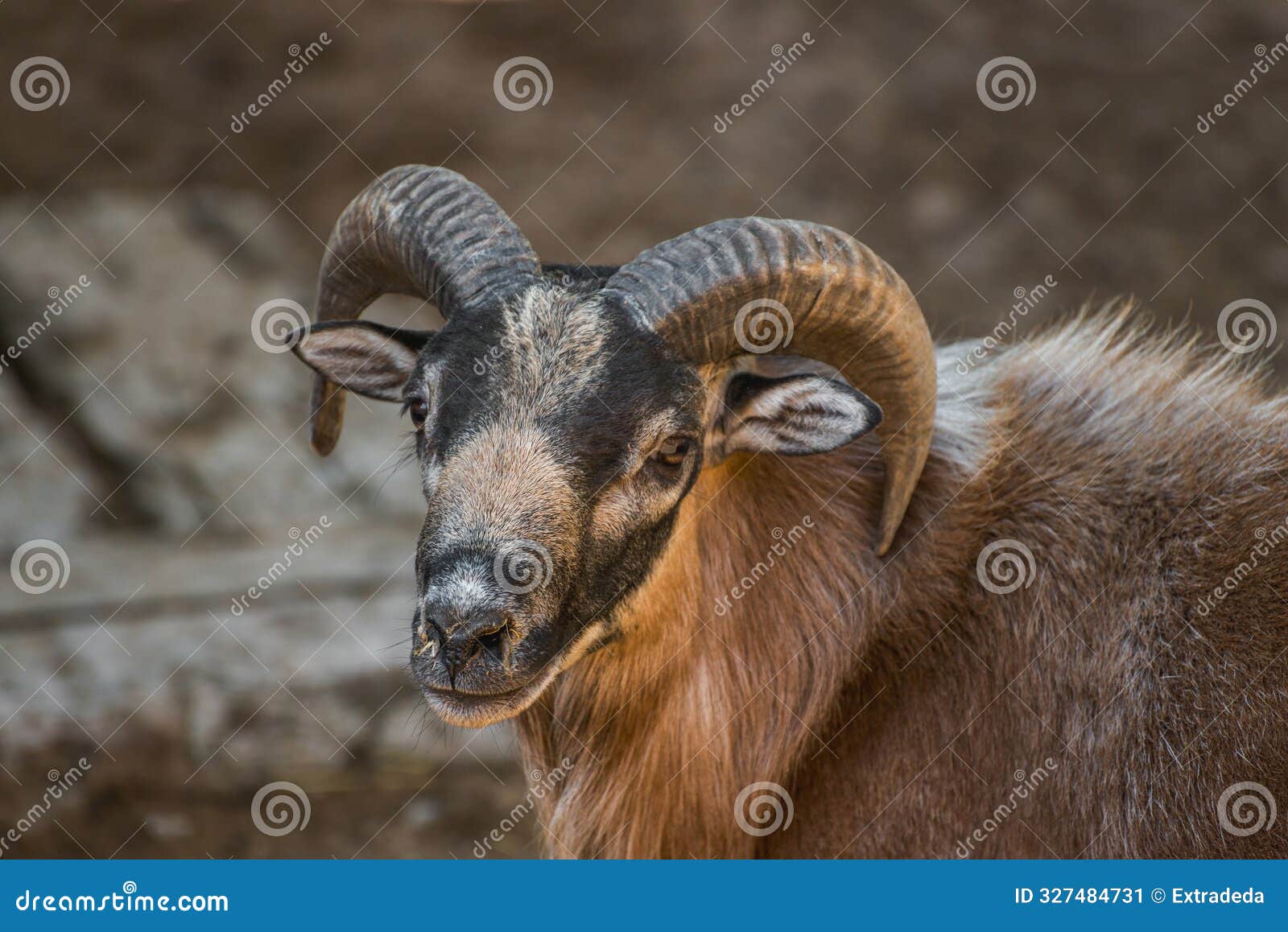 Mouflon Looks at the Camera in Close-up Photo. Stock Image - Image of ...