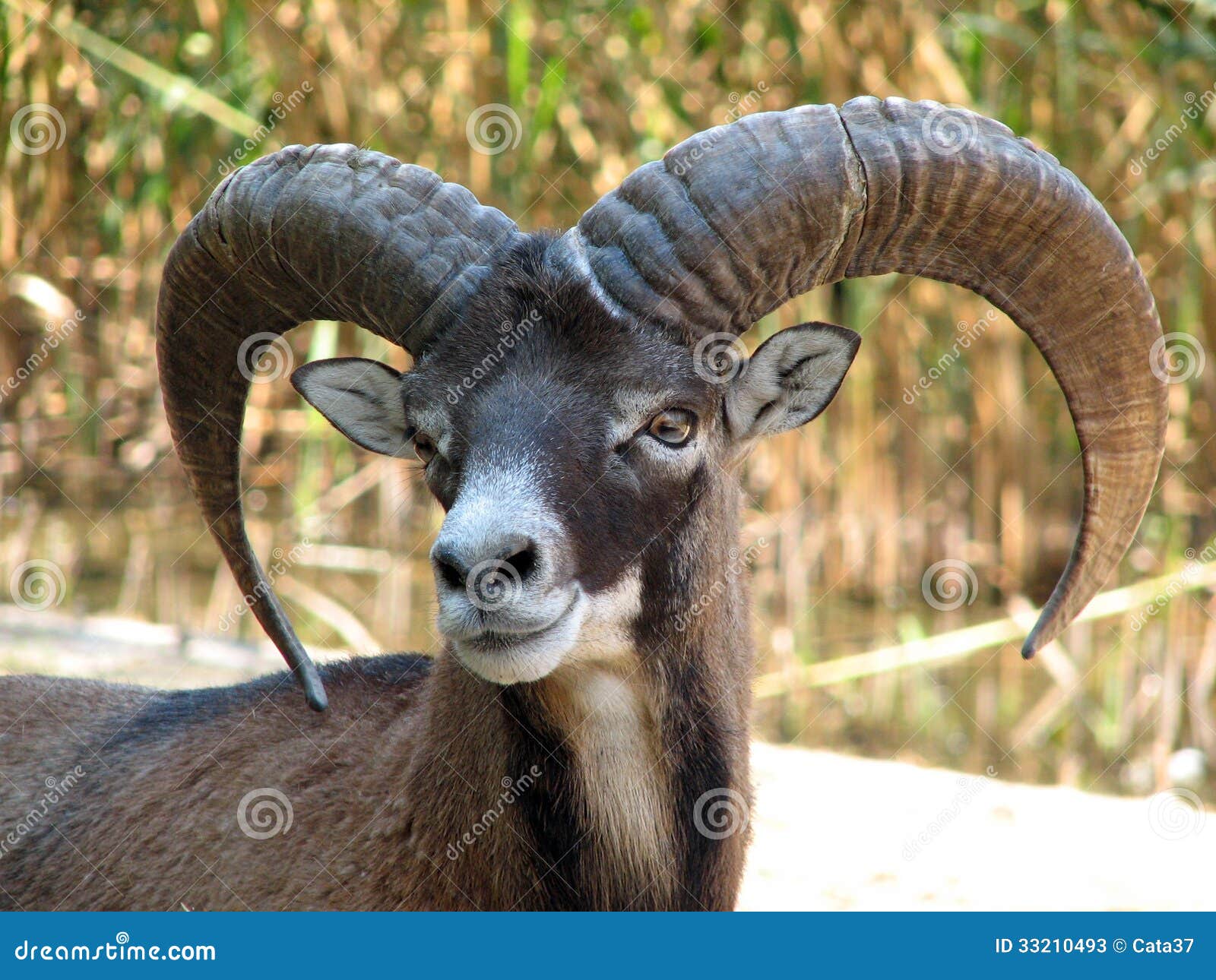 Mouflon stock image. Image of nature, park, animal, mouflon - 33210493