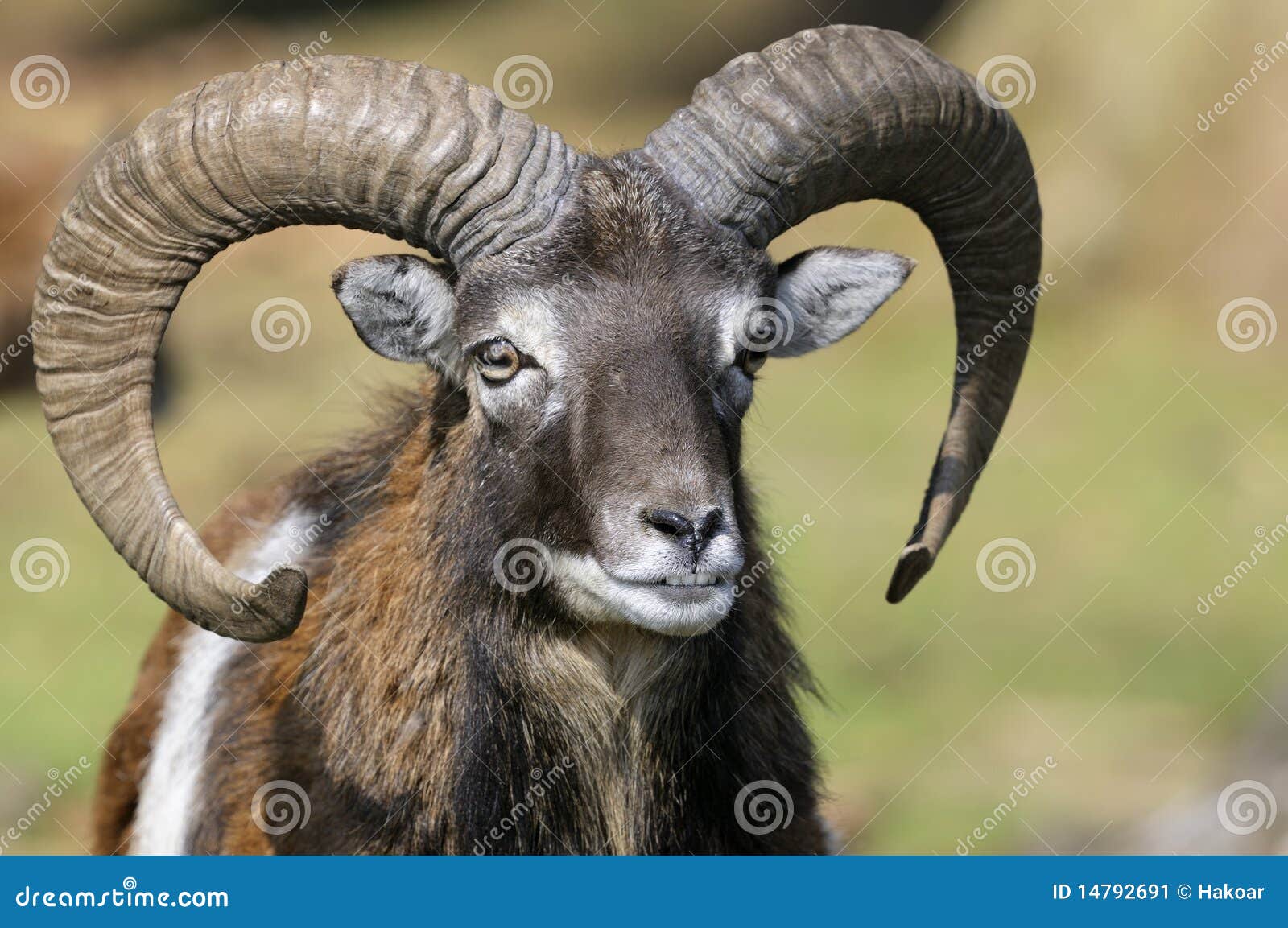 Mouflon, ovis aries stock image. Image of watching, orientalis - 14792691
