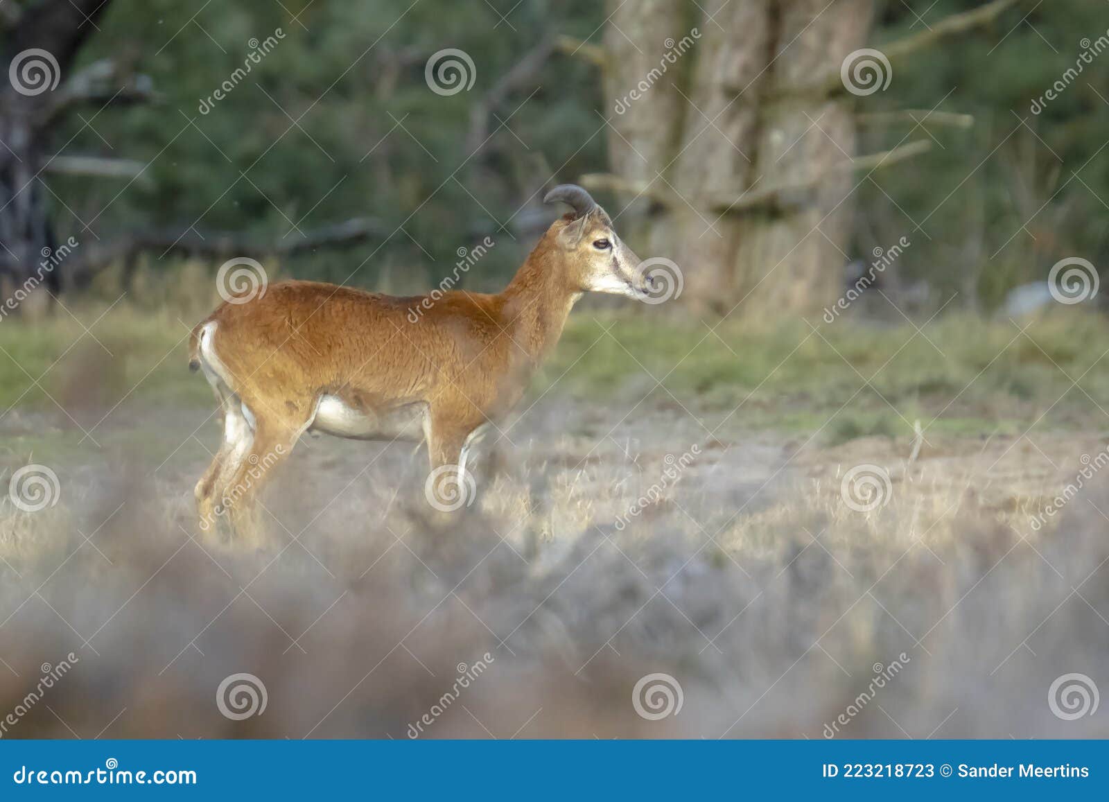 Mouflon Ovis Gmelini in a Forest Stock Image - Image of outdoor, wild ...