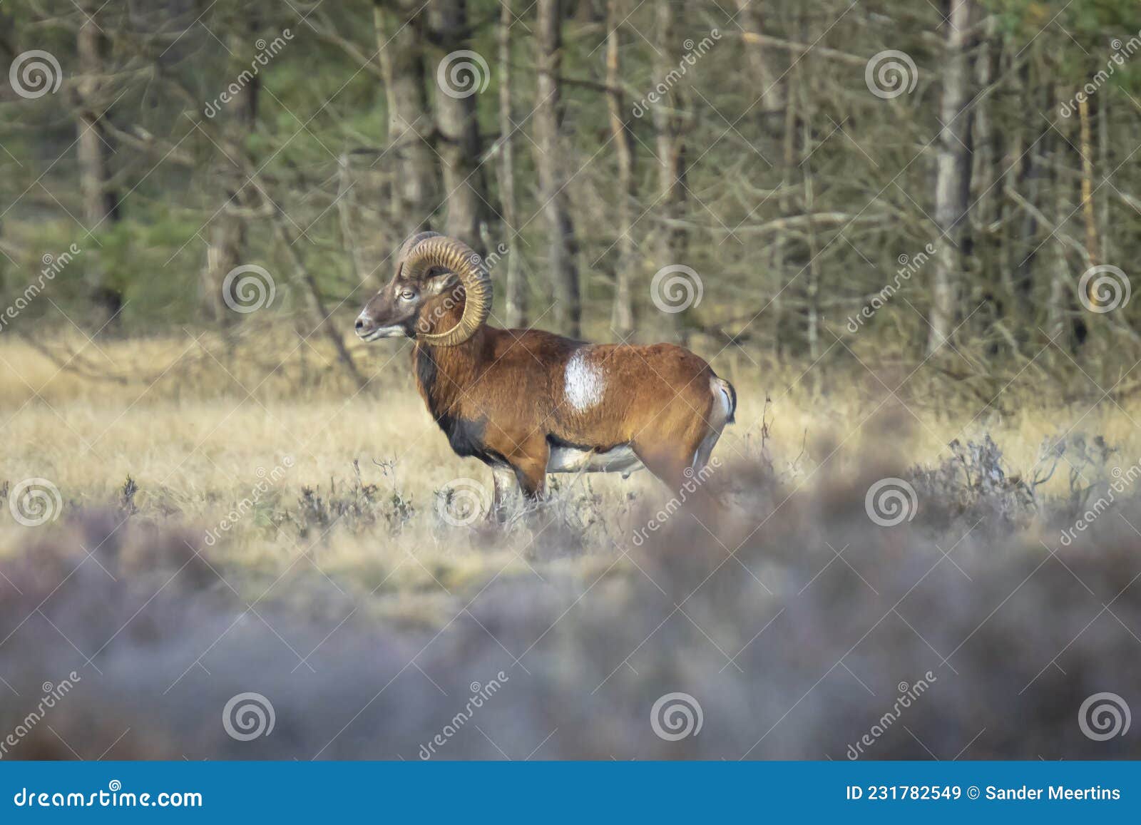 Mouflon Ovis Gmelini in a Forest Stock Image - Image of grass, horn ...