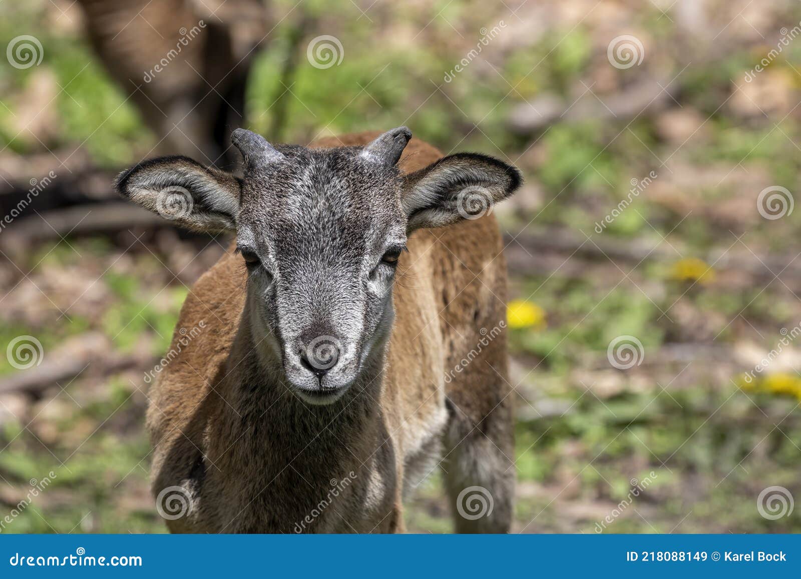 The mouflon Ovis gmelini. stock image. Image of mammal - 218088149