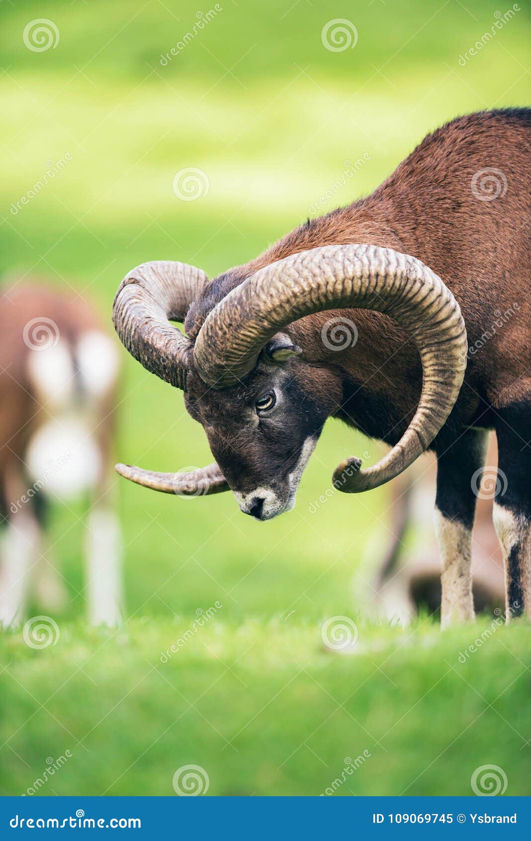 Mouflon Ovis Orientalis with Big Horns on Meadow. Stock Image - Image ...