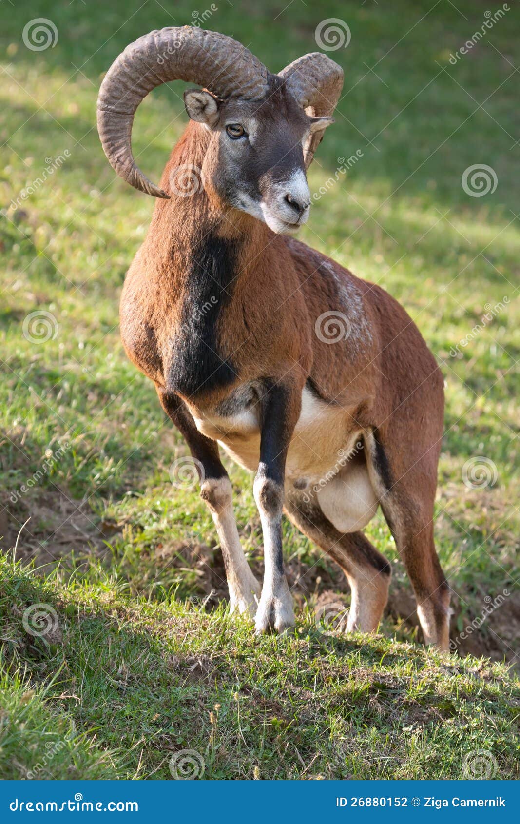 Mouflon Stock Photography | CartoonDealer.com #59933636