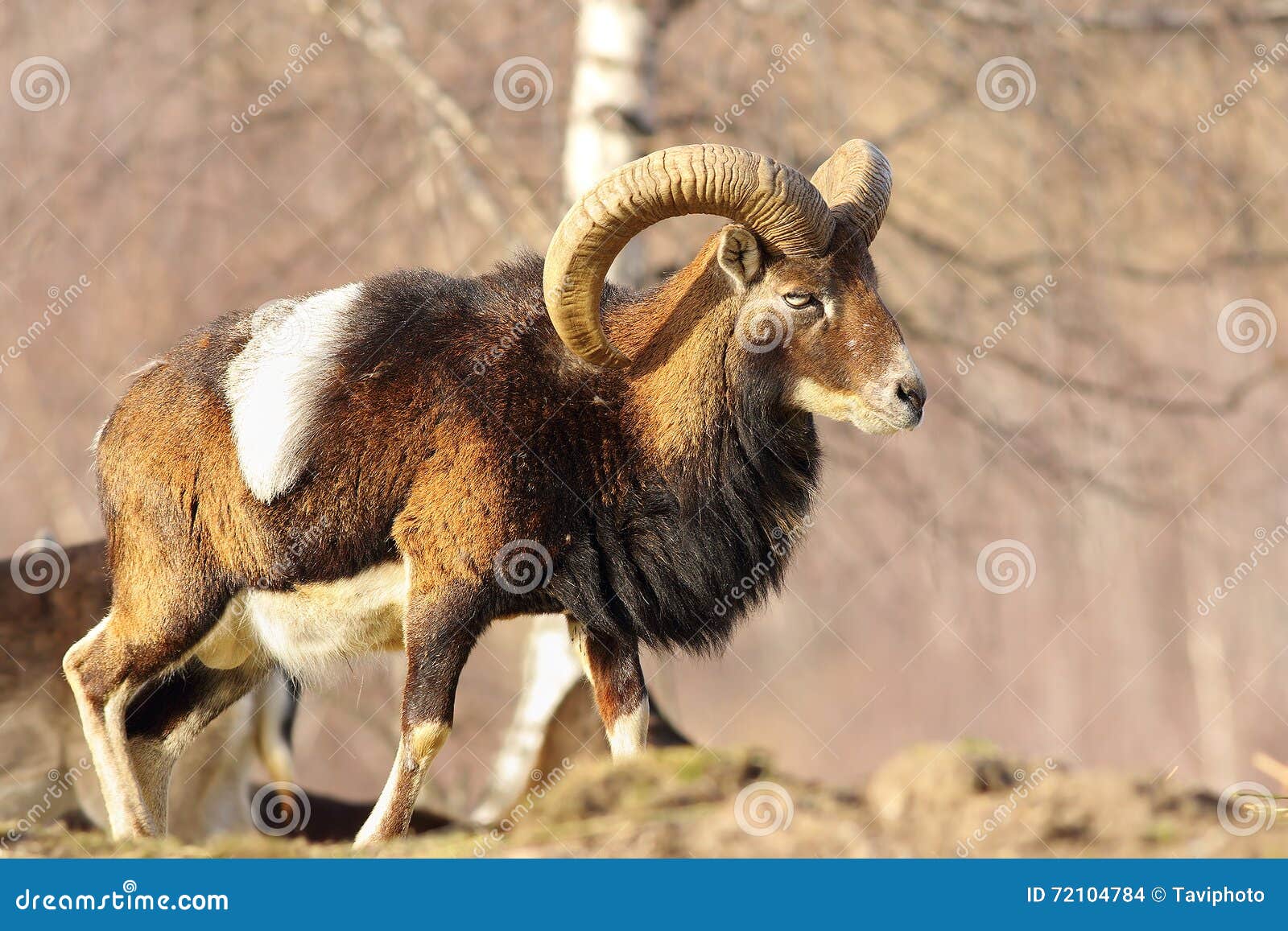 Mouflon ram in a clearing stock photo. Image of moufflon - 72104784