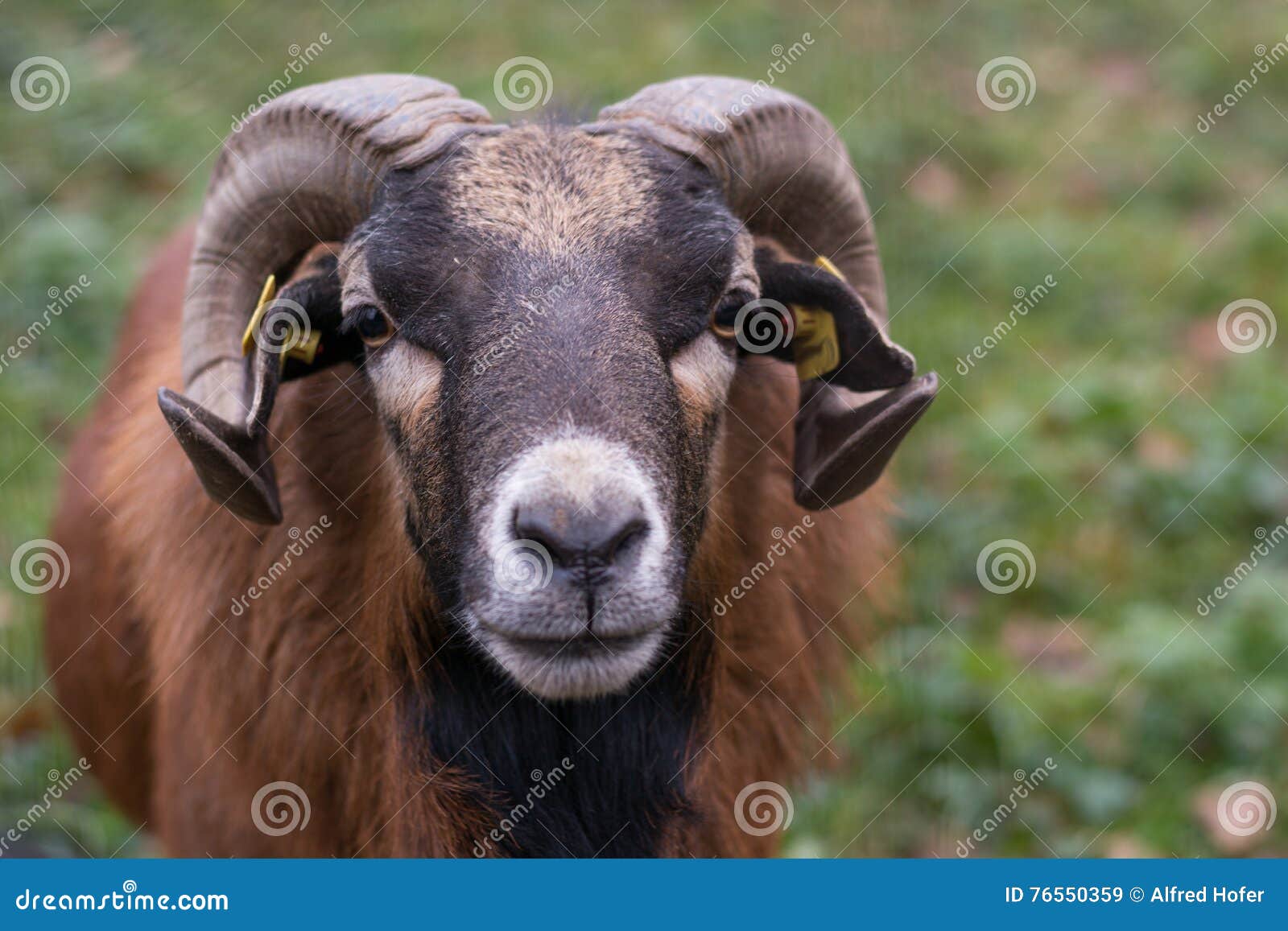 Mouflon Ram Looking in Camera Stock Image - Image of brown, sheep: 76550359