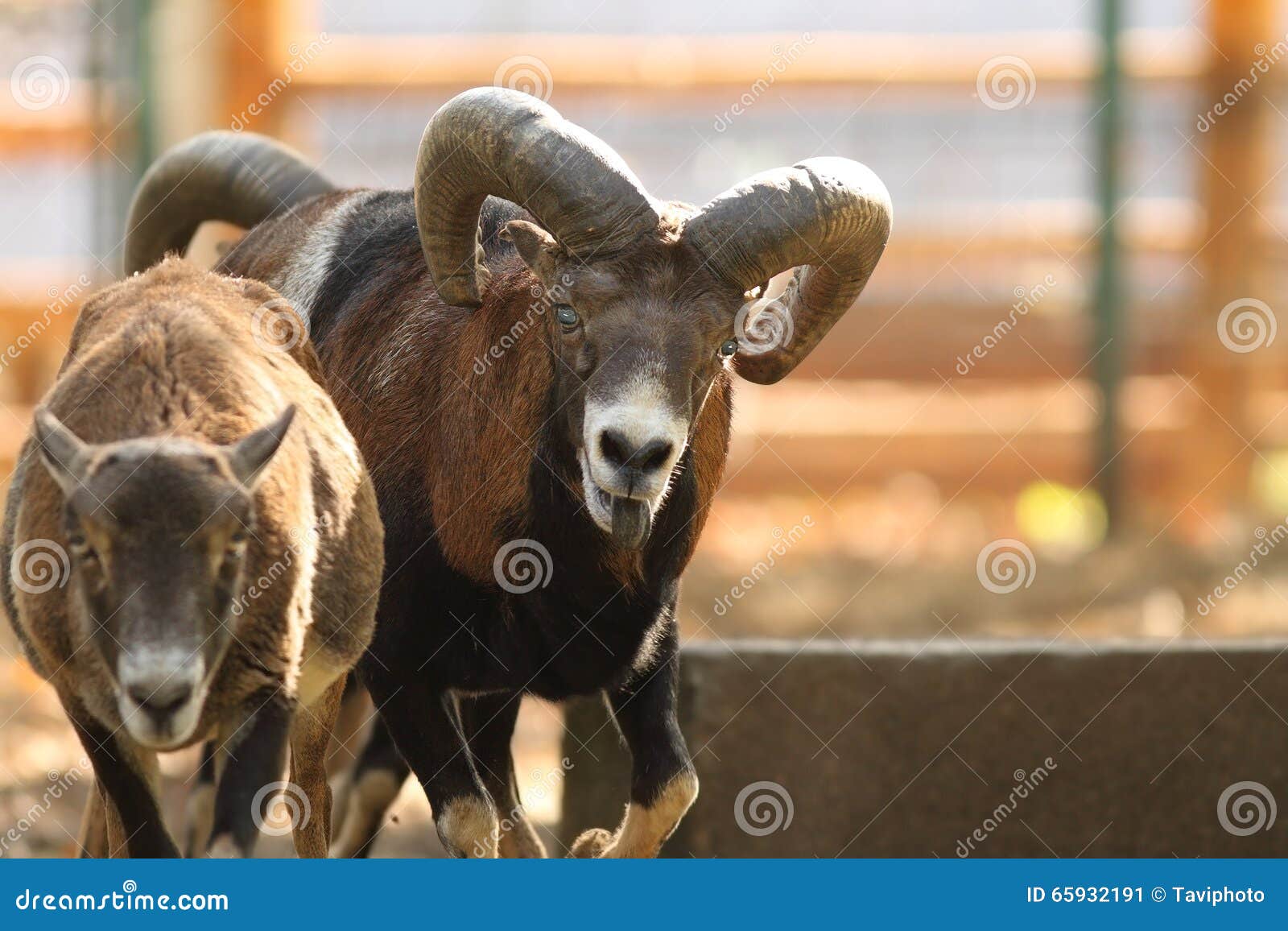 Mouflon ram in rut stock image. Image of trophy, bighorn - 65932191
