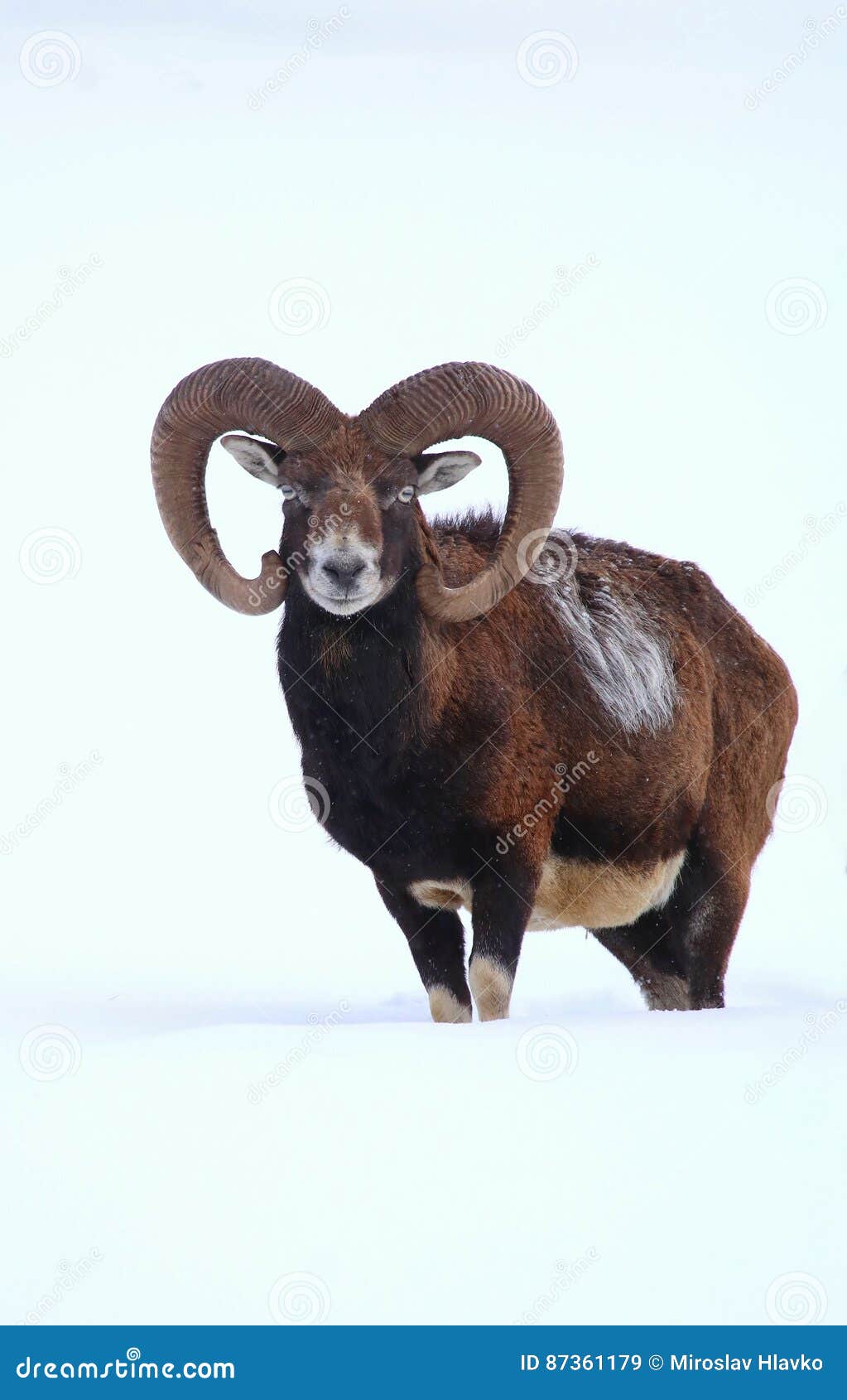 Mouflon ram in winter stock image. Image of hunting, mammal - 87361179